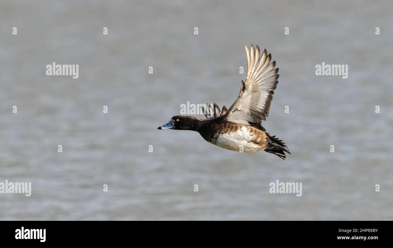 Flying duck uk hi-res stock photography and images - Alamy