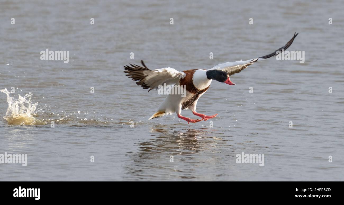 Flying common shelduck hi-res stock photography and images - Alamy