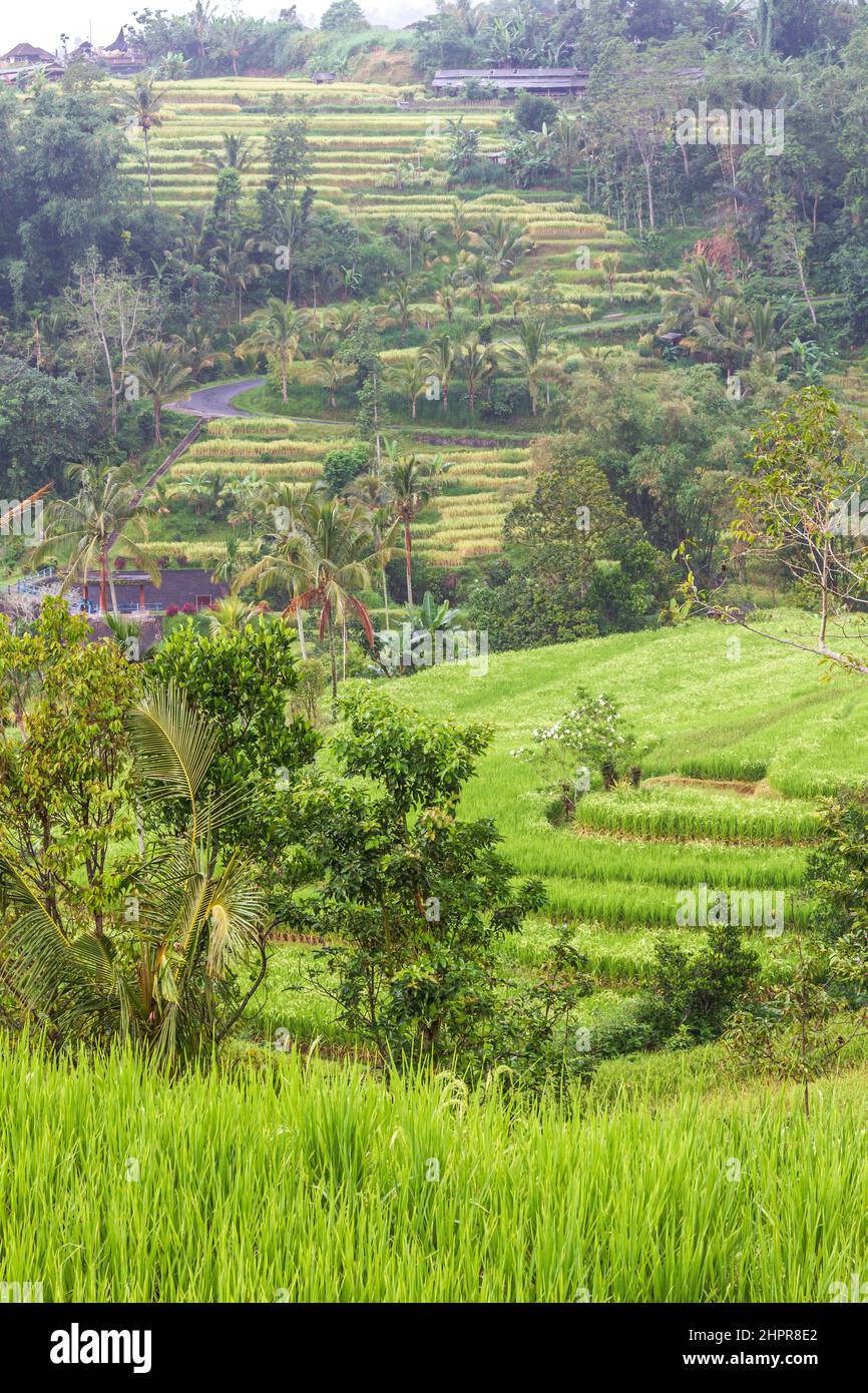 Indonesian rice fields aerial hi-res stock photography and images - Alamy