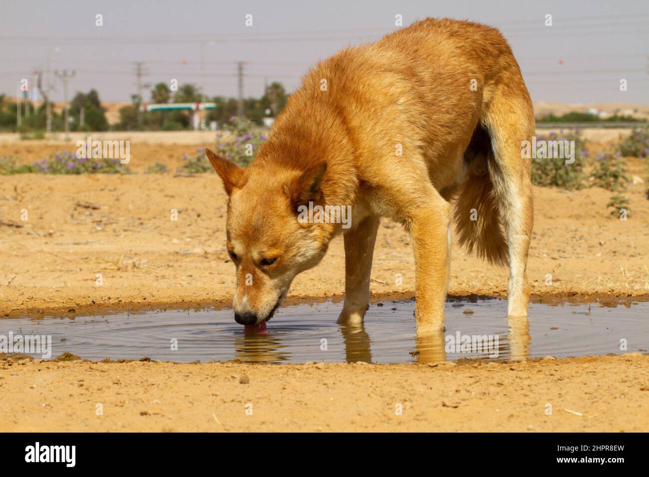 Dog in the desert hi-res stock photography and images - Alamy