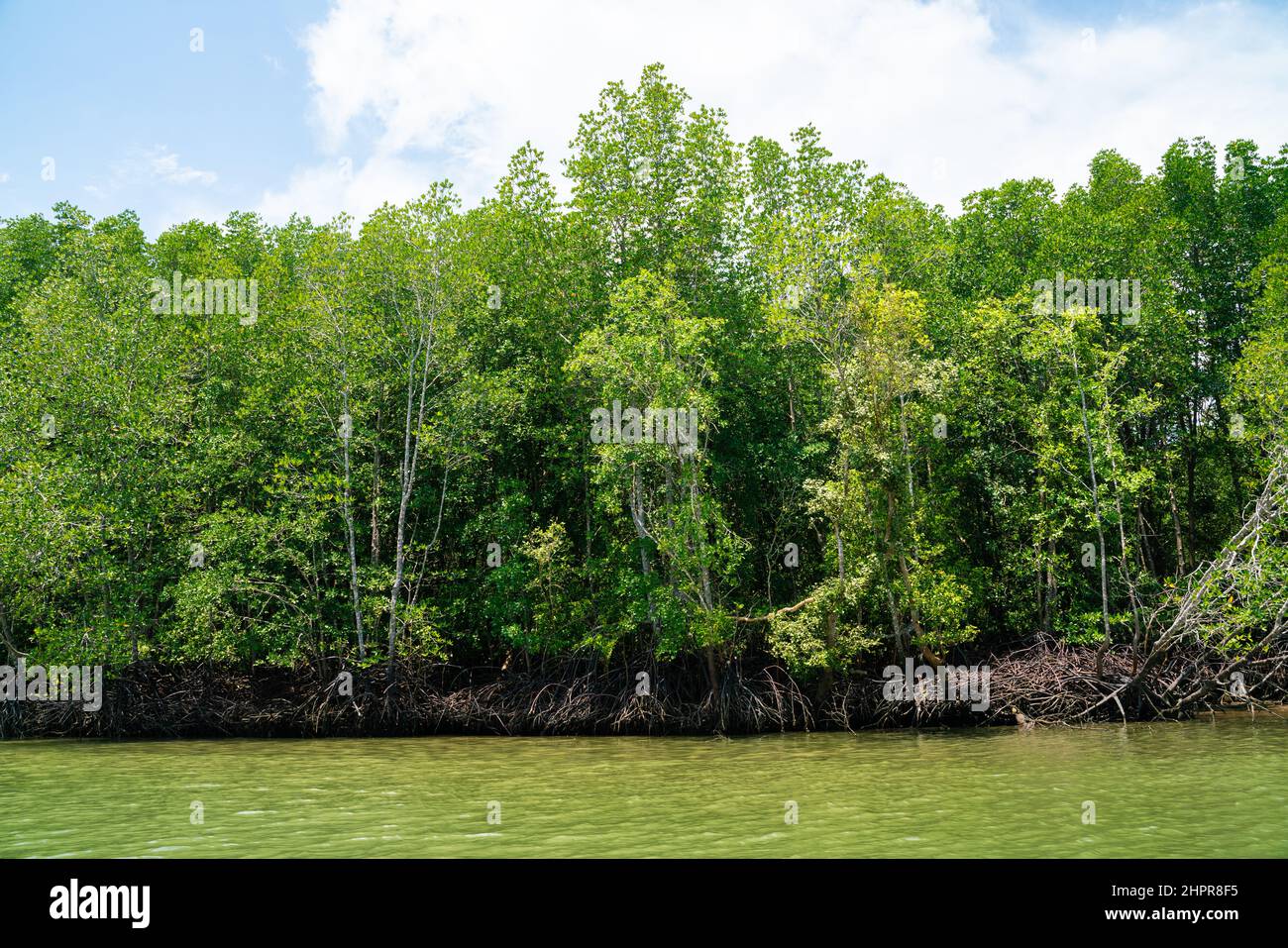 Tropical mangrove forest with river to the sea shore nature ...
