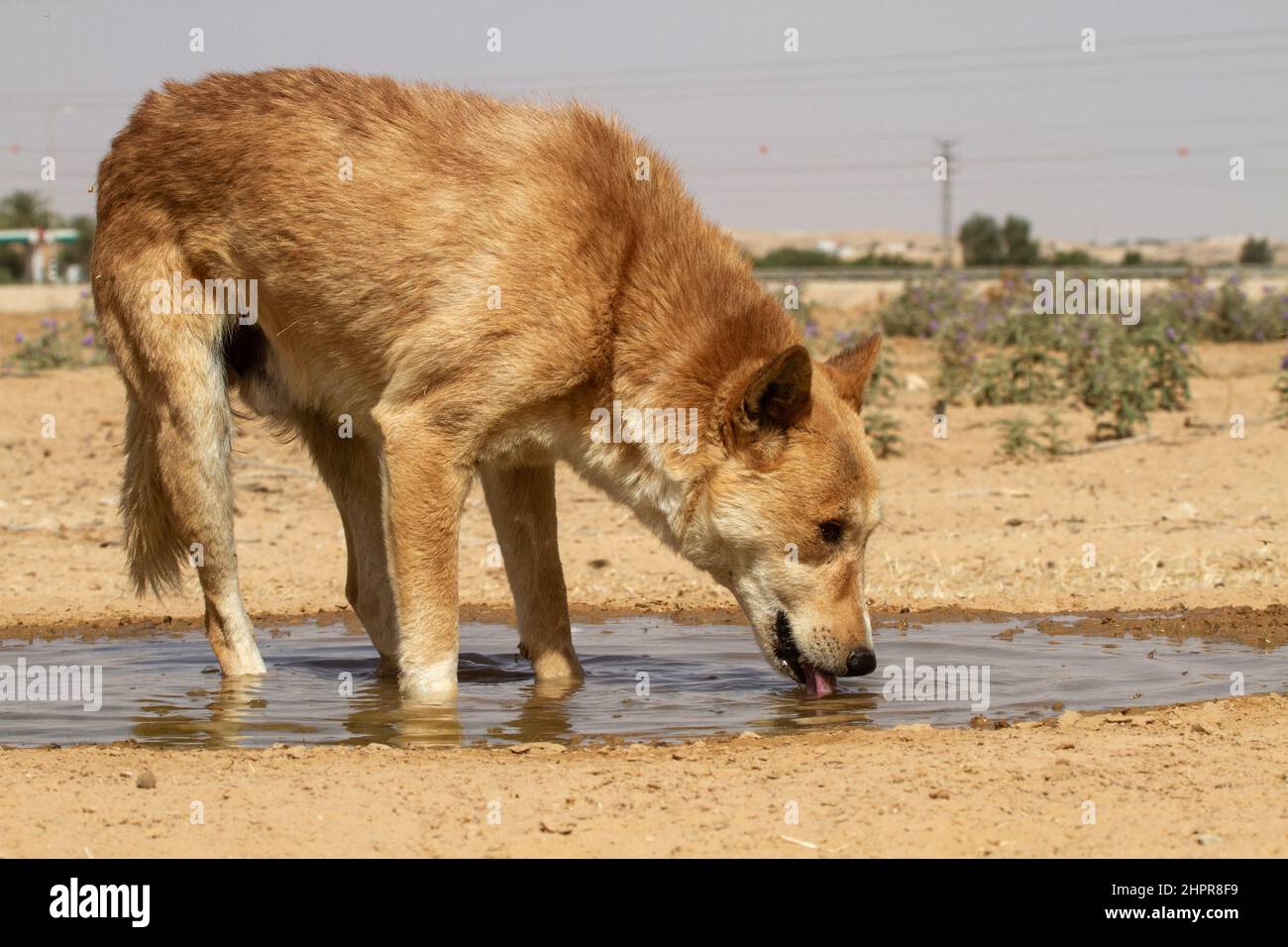 Brown dog drinks water from a puddle in the desert Stock Photo - Alamy