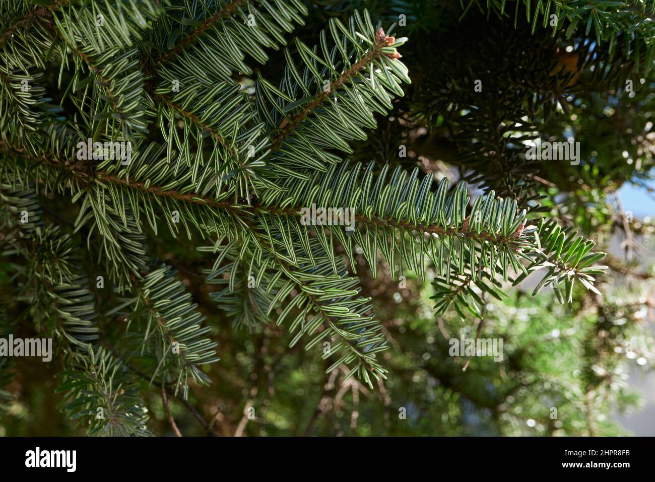 Abies alba oil hi-res stock photography and images - Alamy