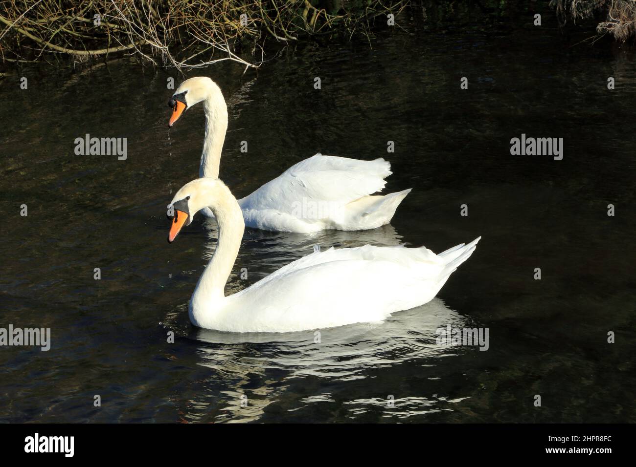 Swans on River Dour at Crabble Mill, Lower Road, River, Dover, Kent ...