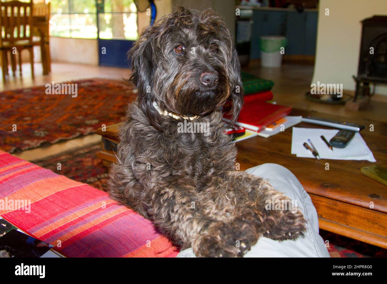 Shabby Dog on a couch in a domestic living room Stock Photo - Alamy