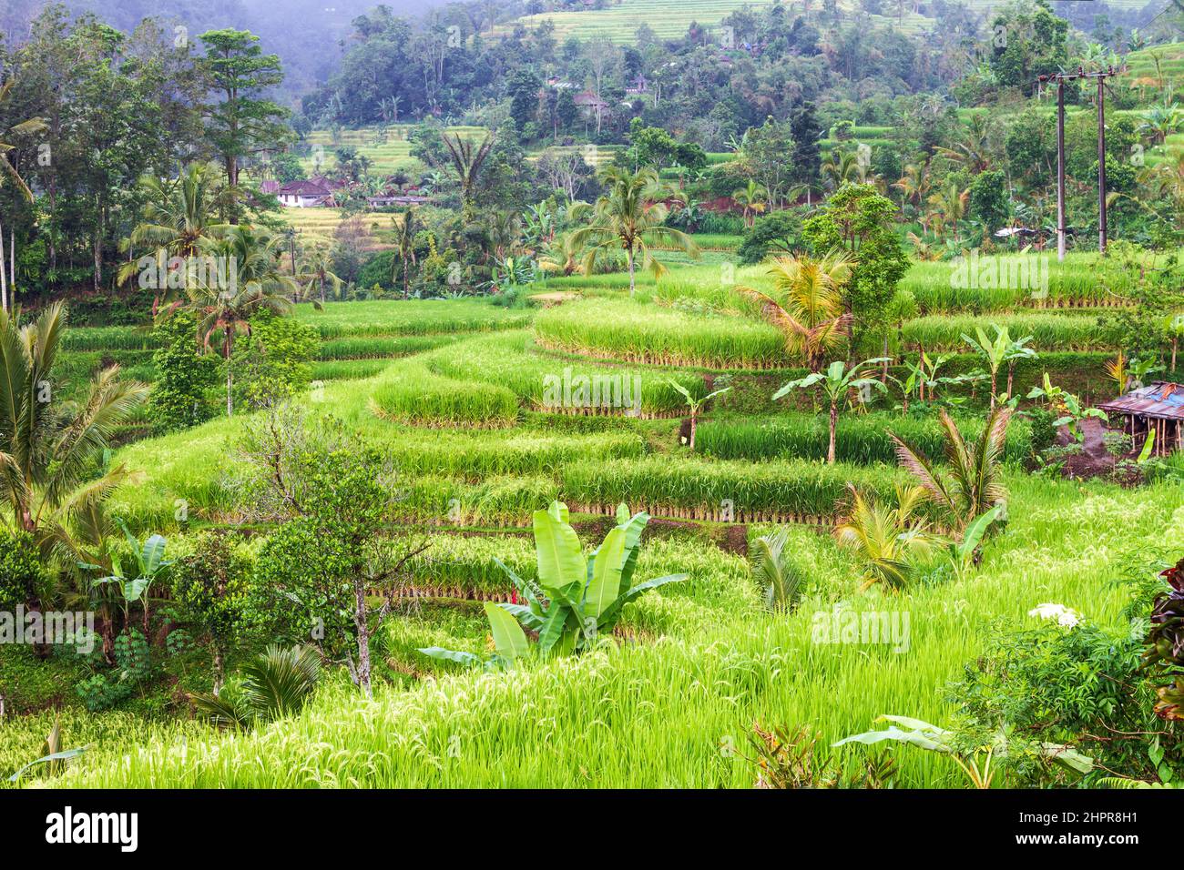 Indonesian rice fields aerial hi-res stock photography and images - Alamy