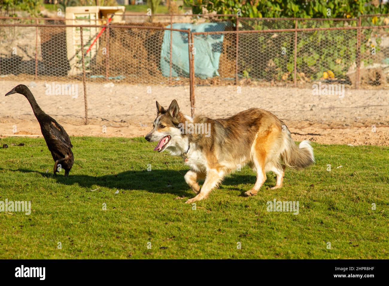 Farm Dog herding Geese Stock Photo - Alamy