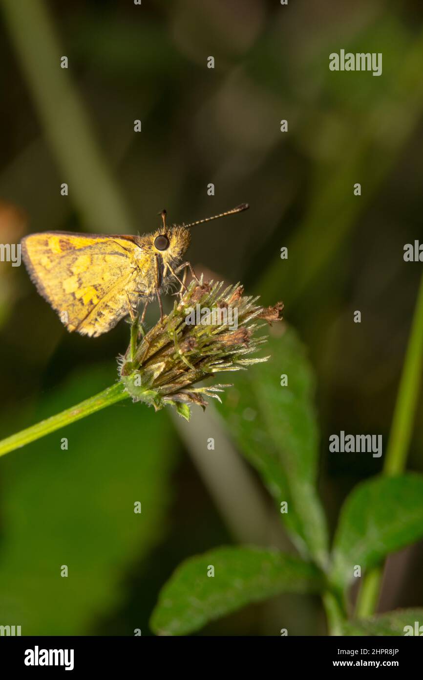 Small skipper butterfly glowing during a morning sunrise Stock Photo ...
