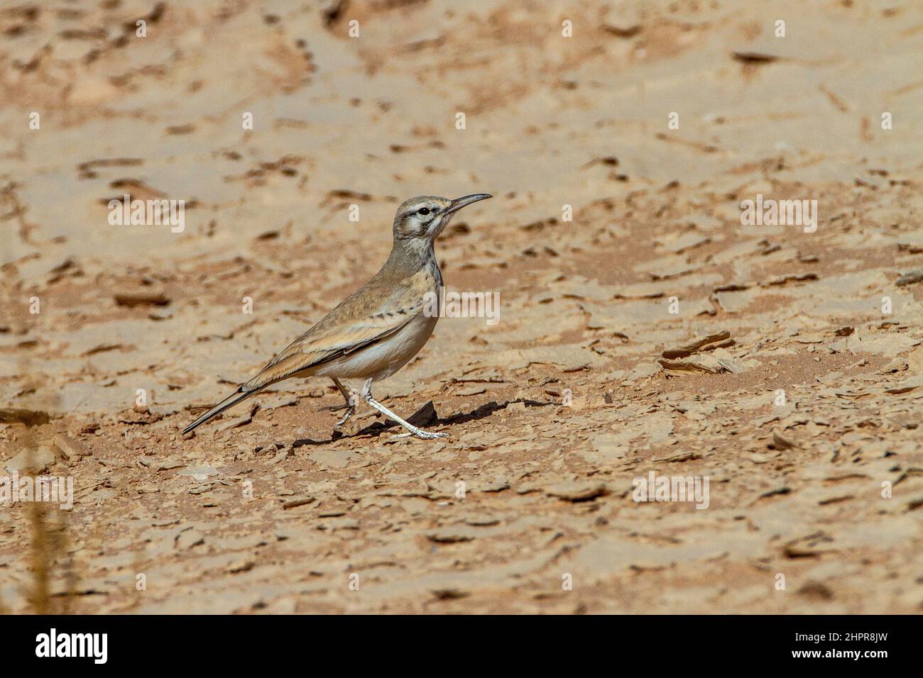 The greater hoopoe-lark (Alaemon alaudipes) is a passerine bird which ...