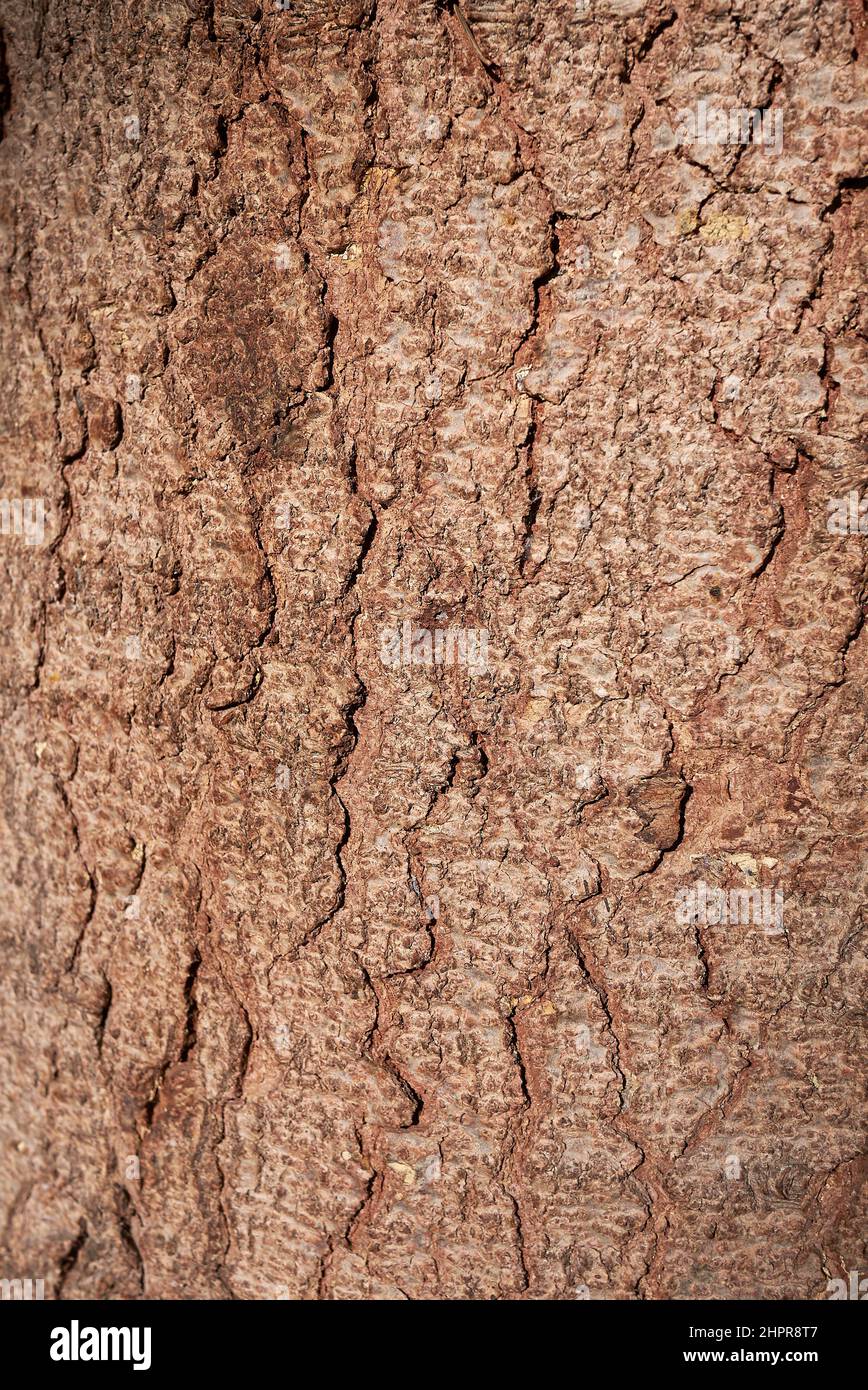 Abies alba branch and trunk close up Stock Photo - Alamy