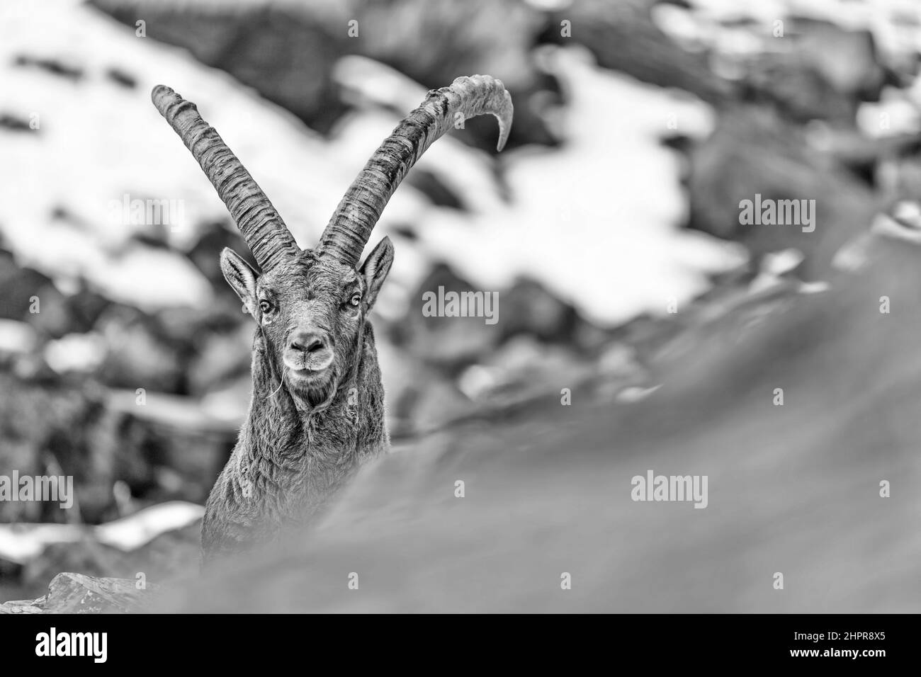 Male portrait horns alps Black and White Stock Photos & Images - Alamy