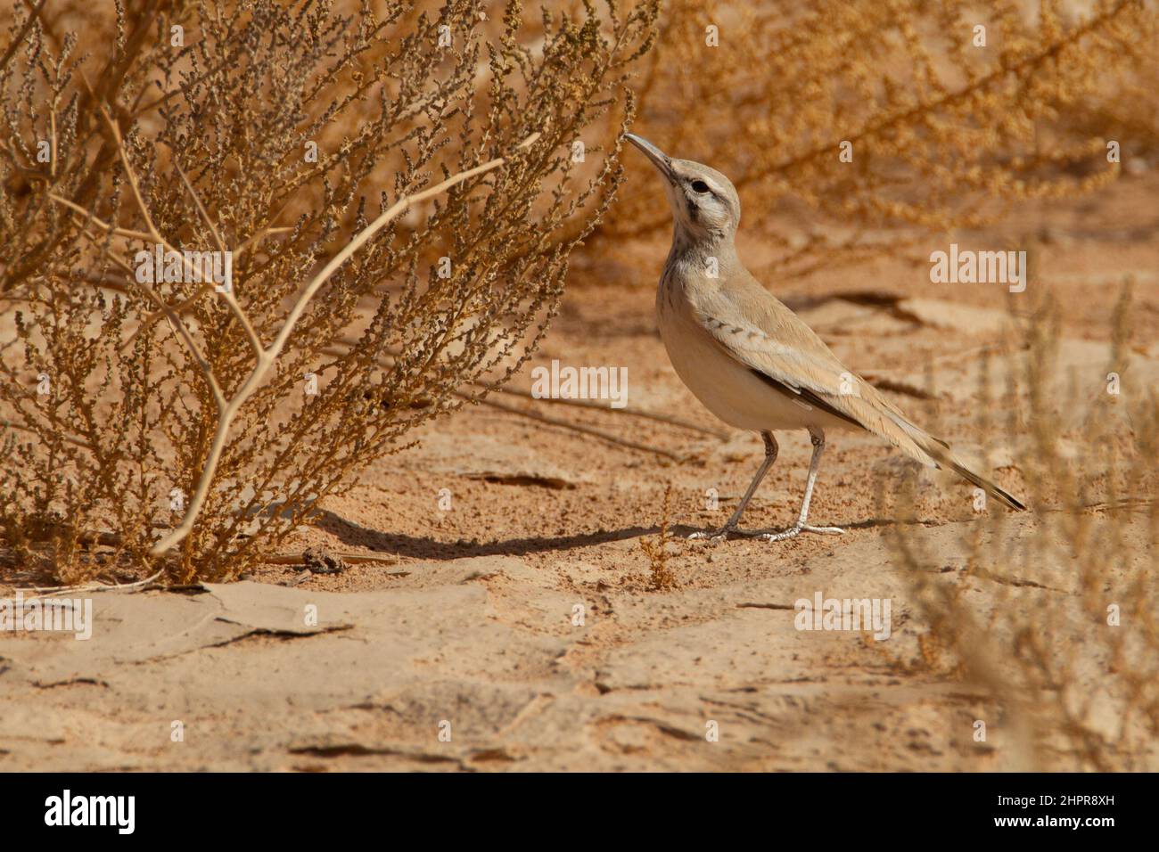 The greater hoopoe-lark (Alaemon alaudipes) is a passerine bird which ...