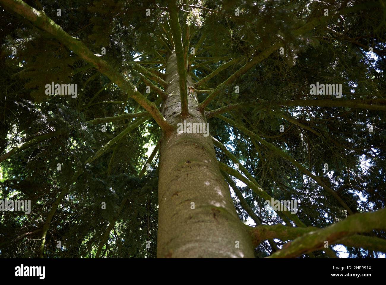 Abies alba oil hi-res stock photography and images - Alamy