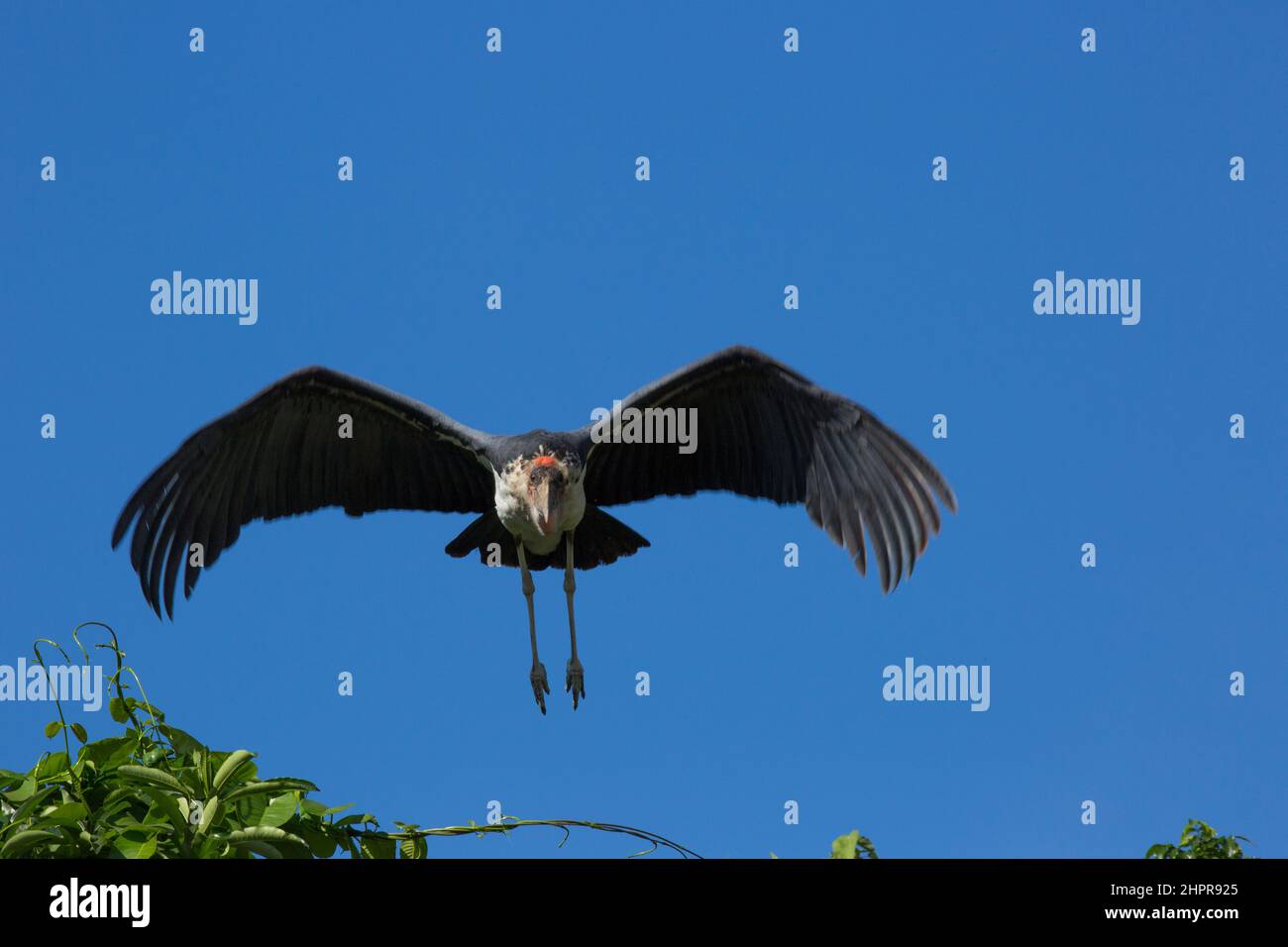 African stork marabou nest hi-res stock photography and images - Alamy