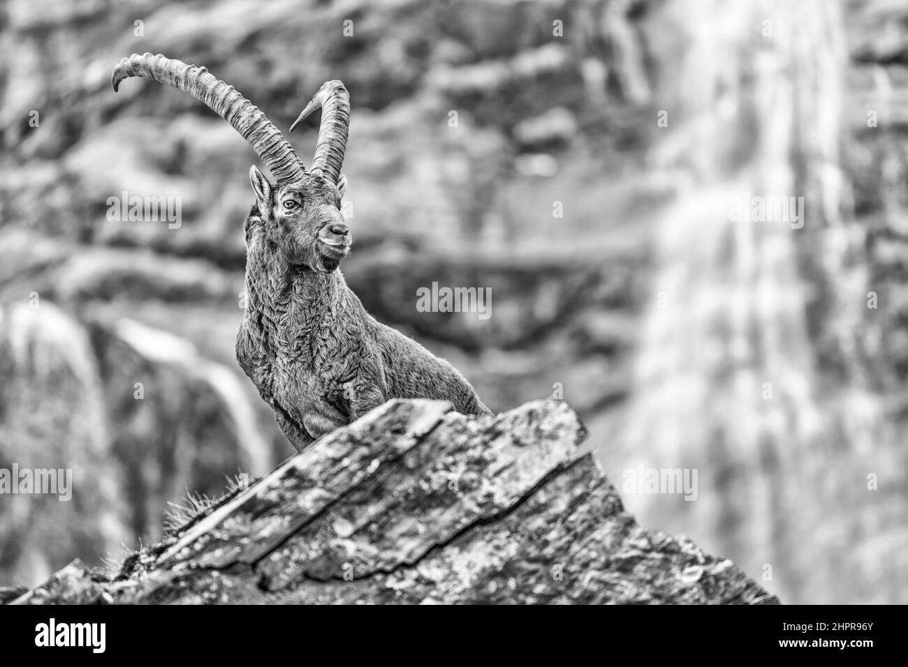 Black and white portrait of majestic Ibex male with waterfalls on ...