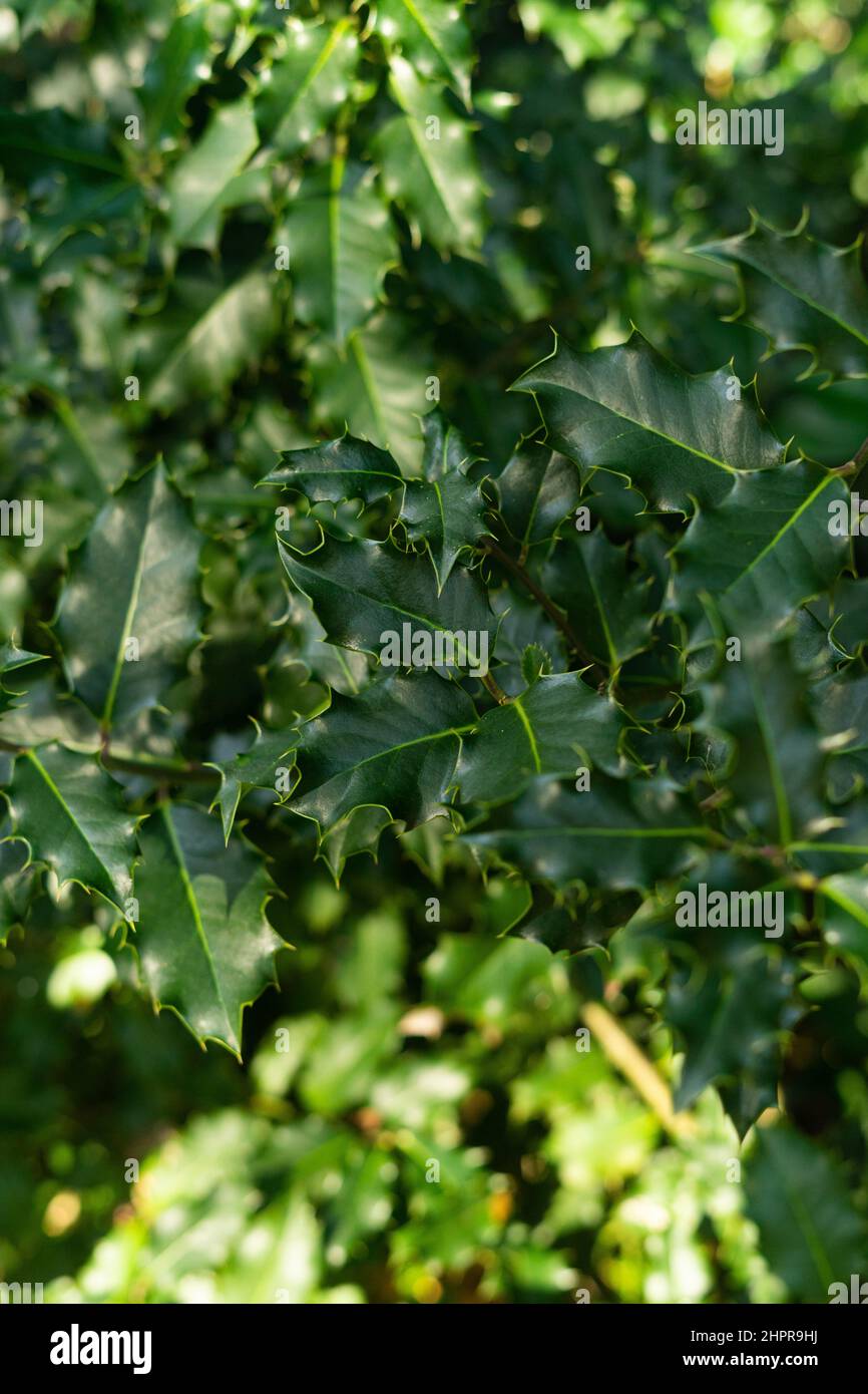 Holly leaves texture filling the entire frame Stock Photo - Alamy