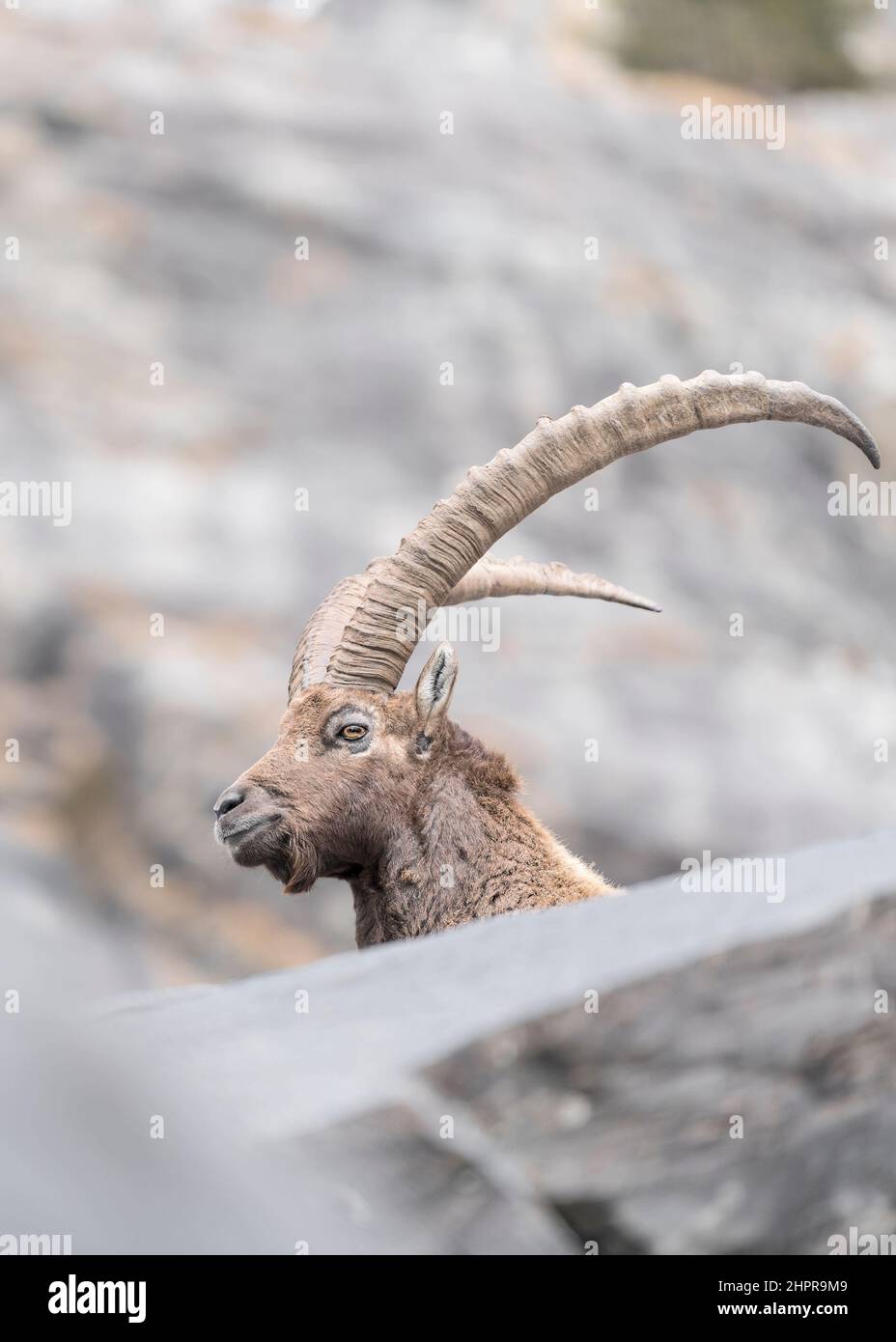 Vertical portrait of Alpine ibex male among the rocks (Capra ibex Stock ...