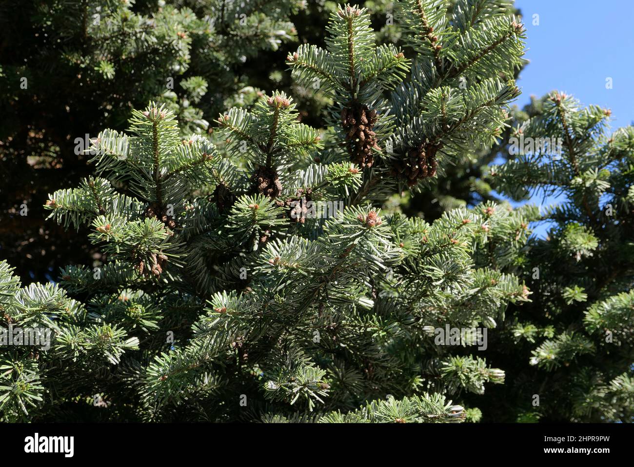 Abies alba oil hi-res stock photography and images - Alamy