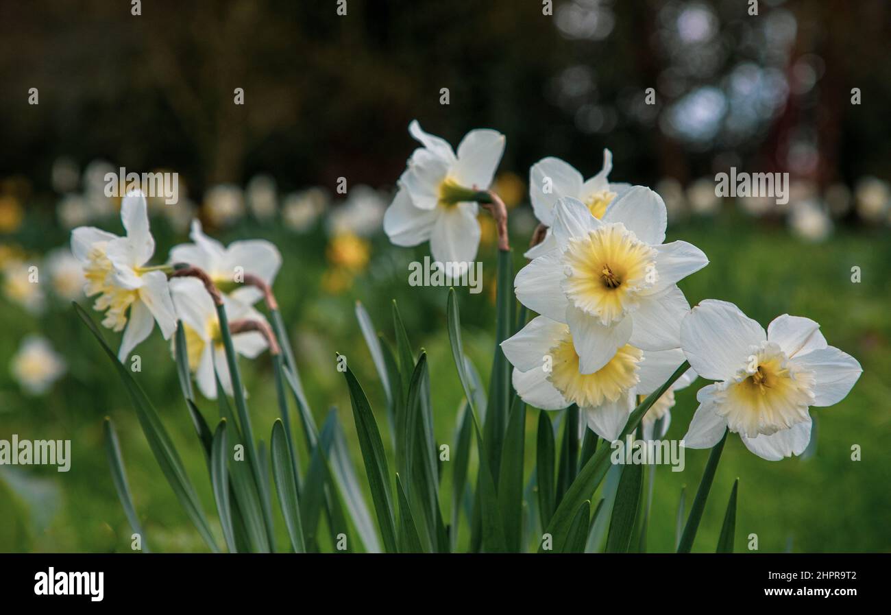 Spring daffodils in the grounds of Waterperry Gardens in Oxfordshire ...