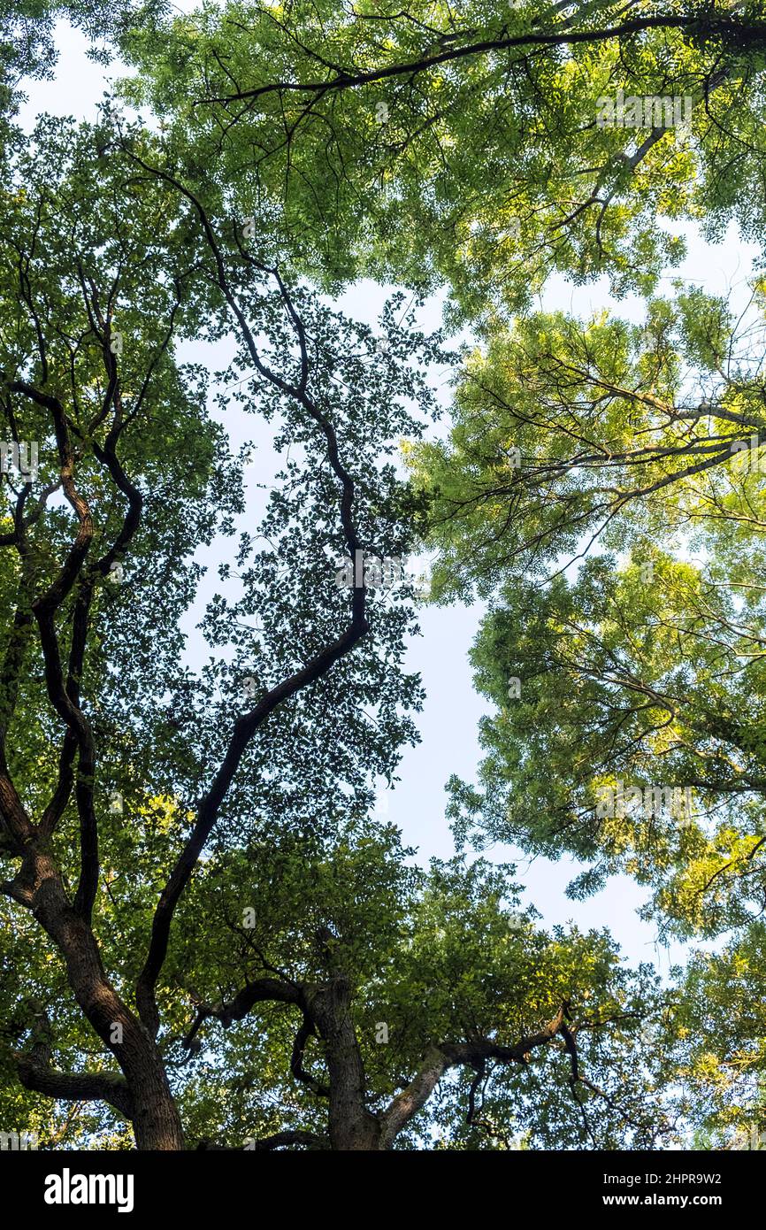 High deciduous trees in deciduous forest and blue sky Stock Photo - Alamy