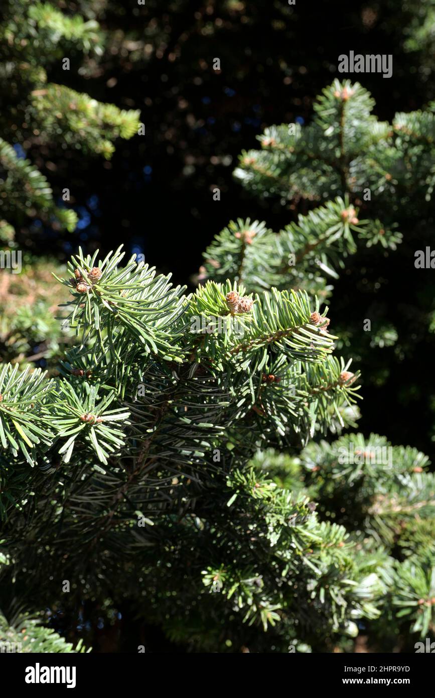 Abies alba oil hi-res stock photography and images - Alamy
