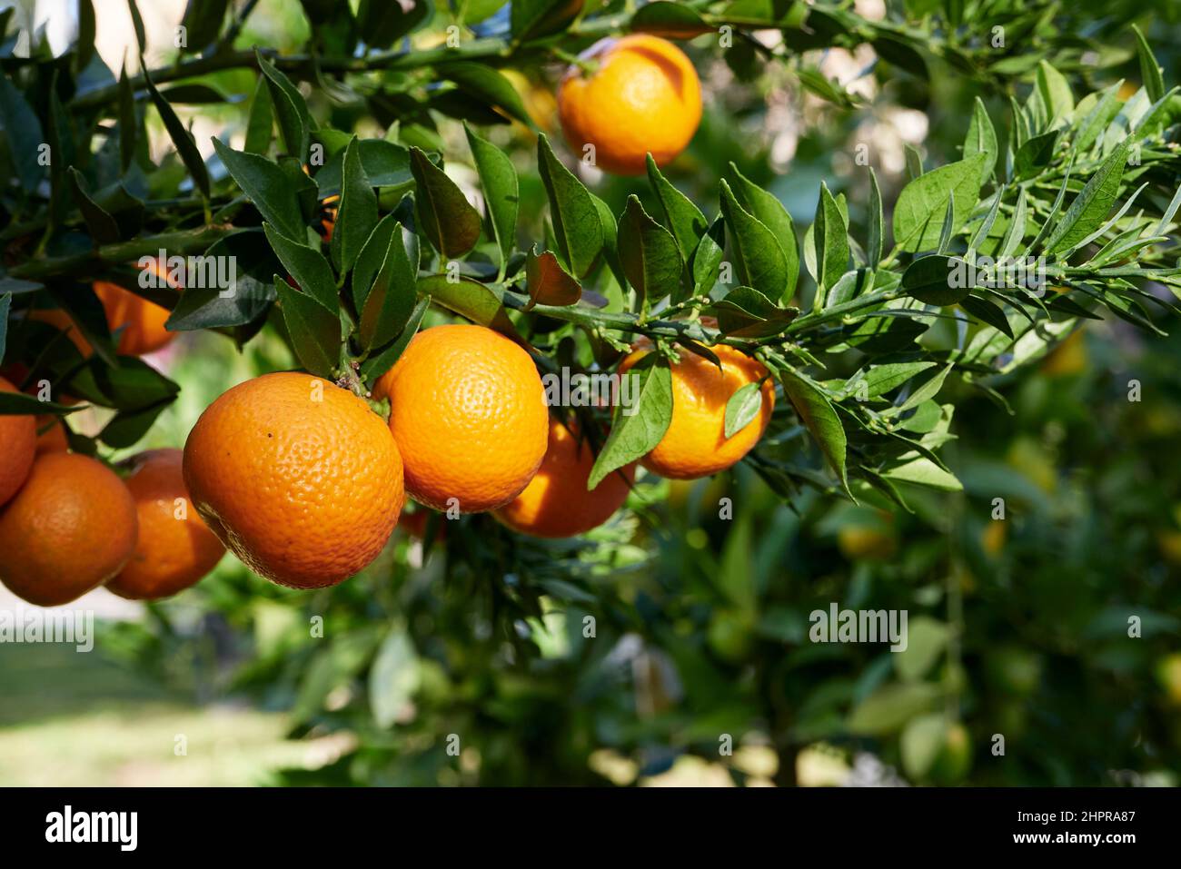 Citrus myrtifolia tree with fresh fruit Stock Photo - Alamy