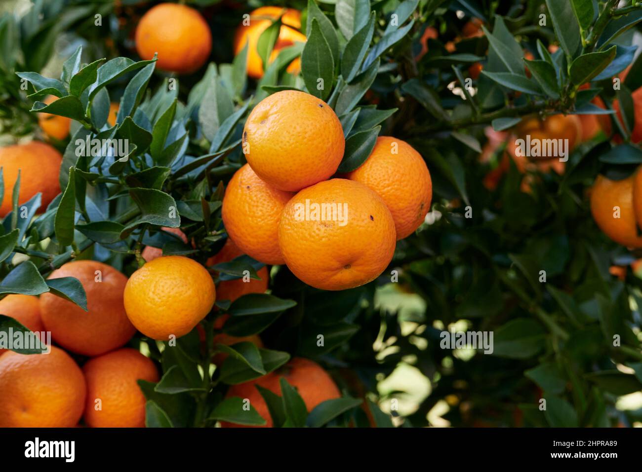 Citrus myrtifolia tree with fresh fruit Stock Photo - Alamy