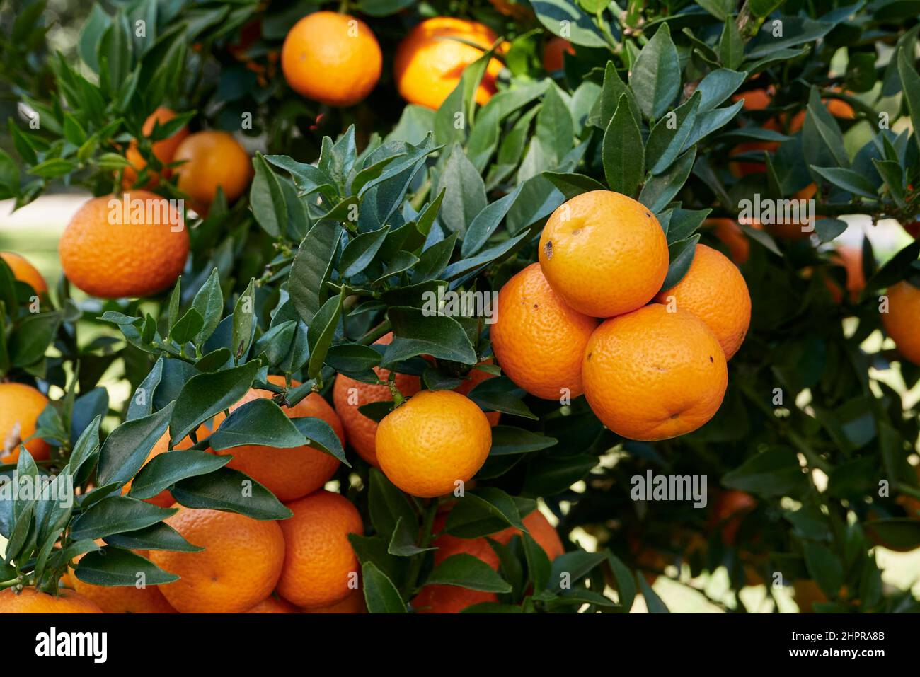 Citrus myrtifolia tree with fresh fruit Stock Photo - Alamy