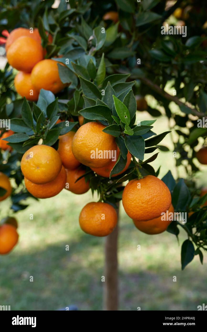 Citrus myrtifolia tree with fresh fruit Stock Photo - Alamy
