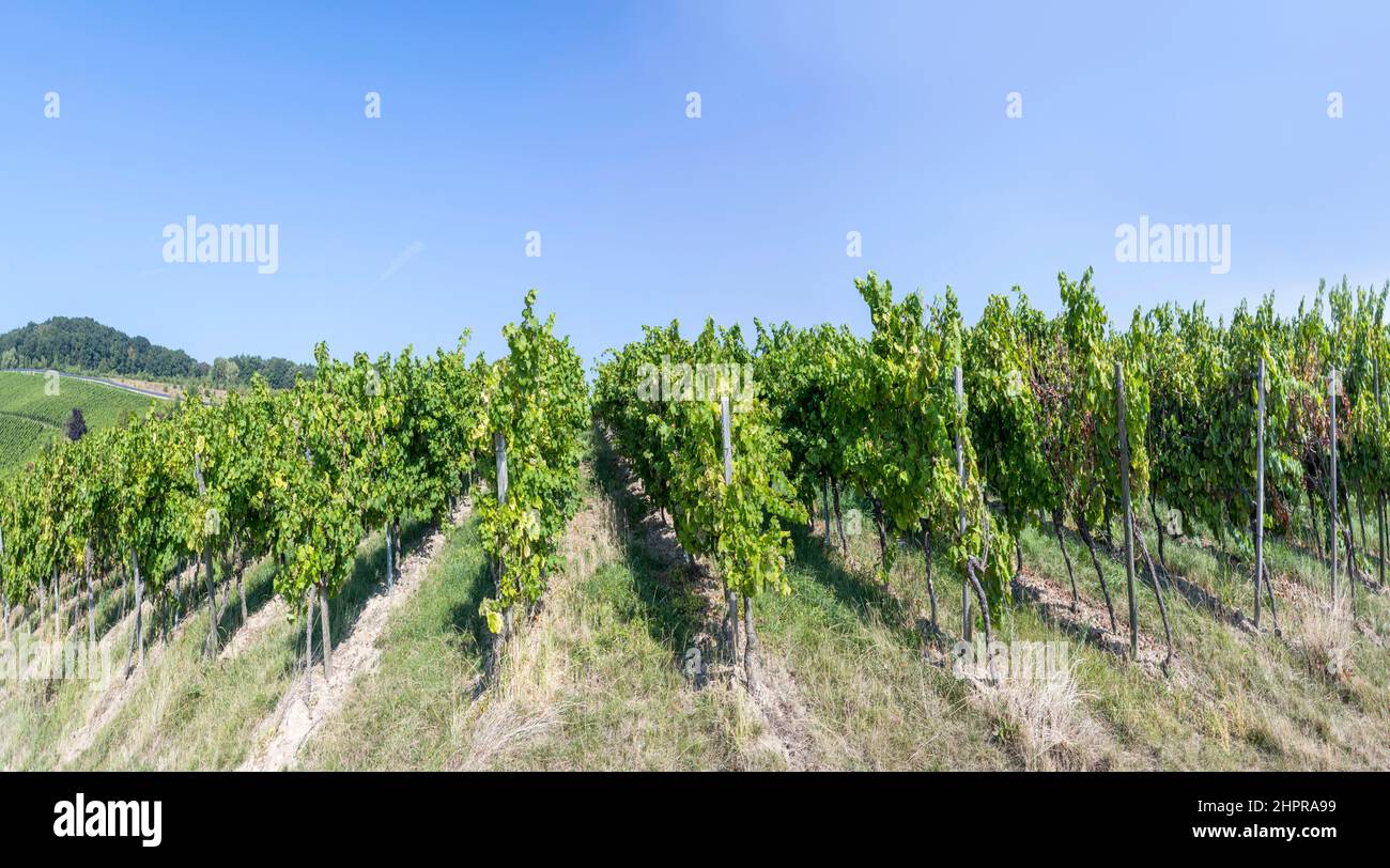 Closeup beautiful green grapevine leaf hi-res stock photography and ...