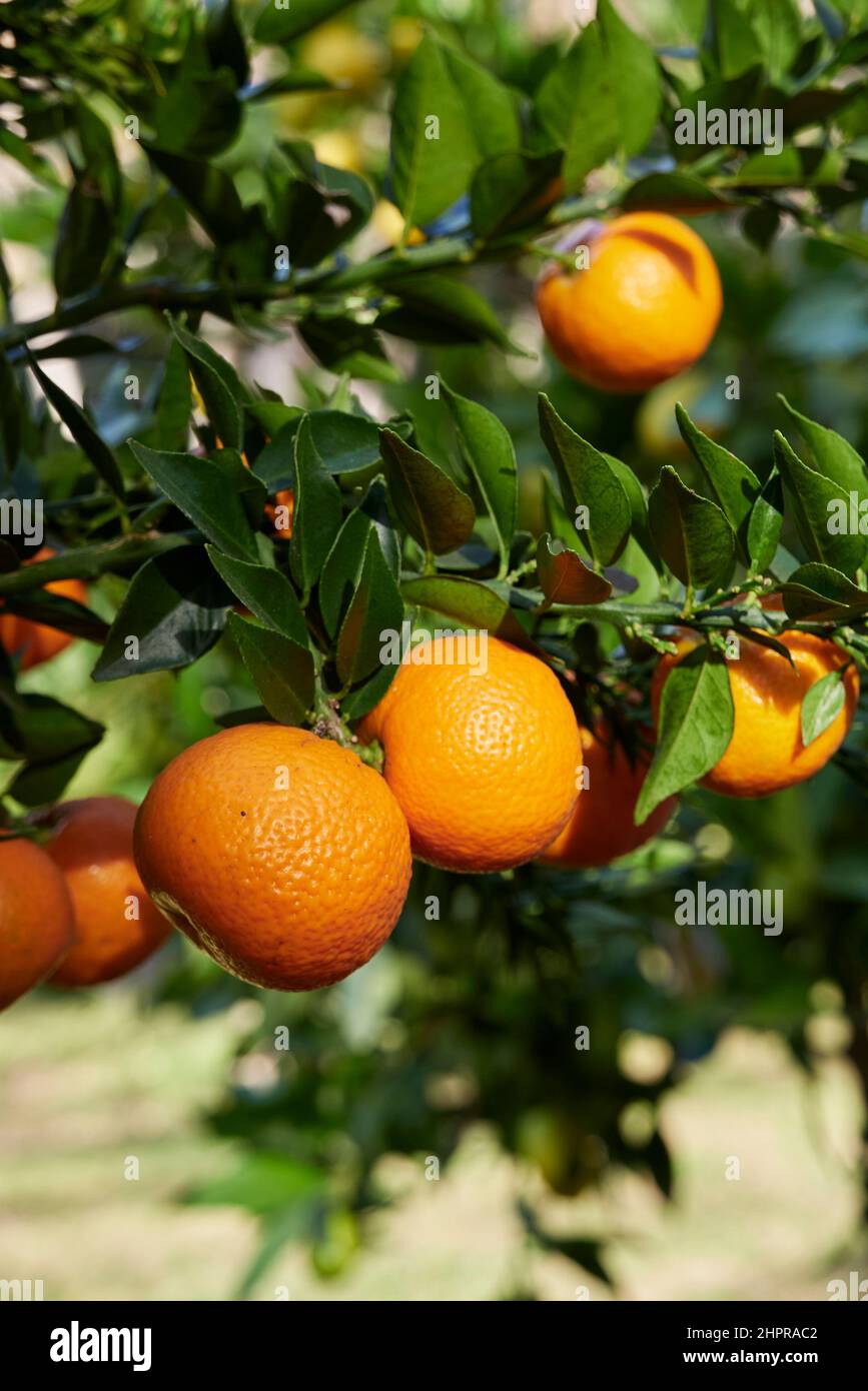 Citrus myrtifolia tree with fresh fruit Stock Photo - Alamy