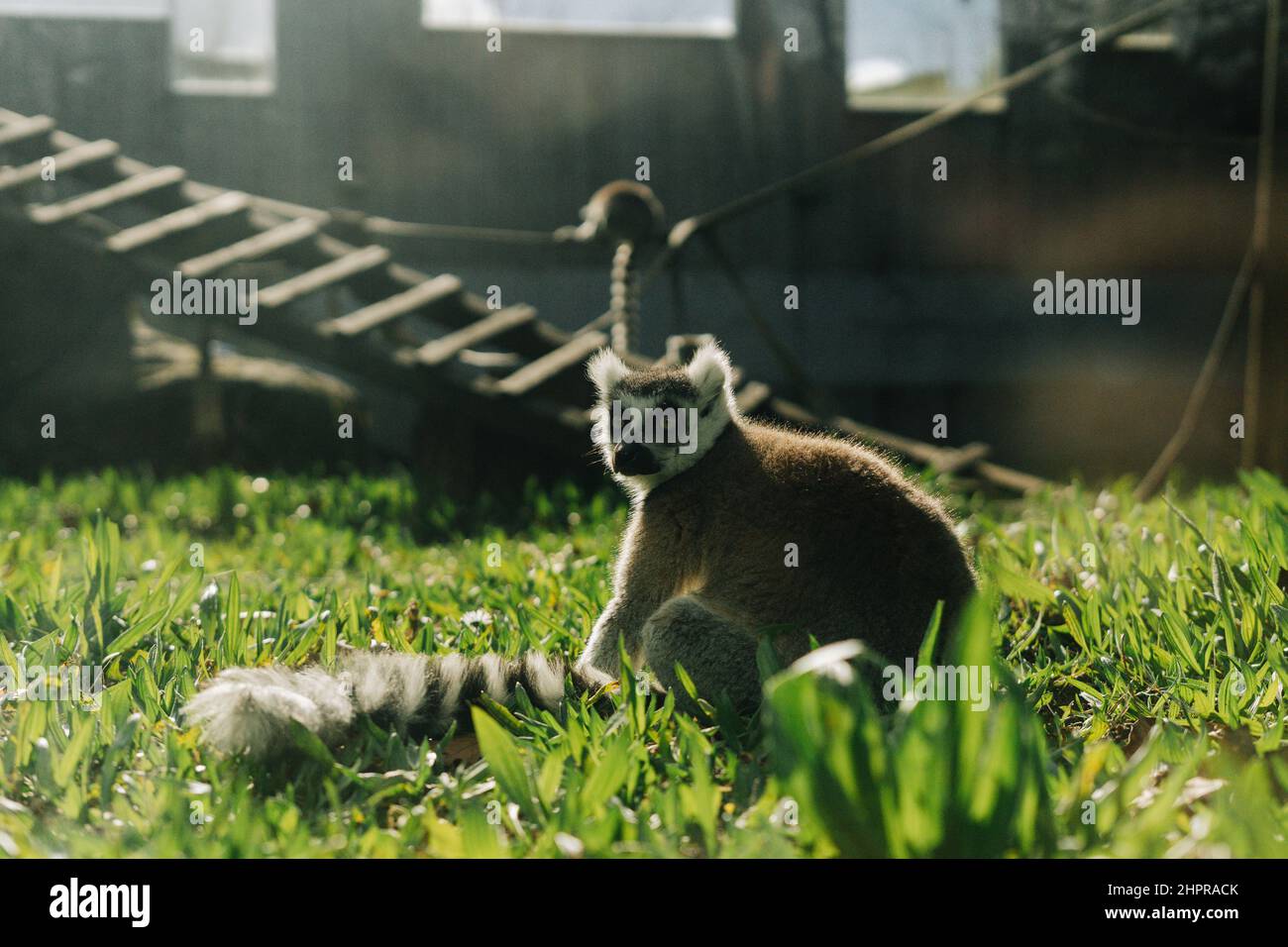 Artificial wildlife habitat hi-res stock photography and images - Alamy