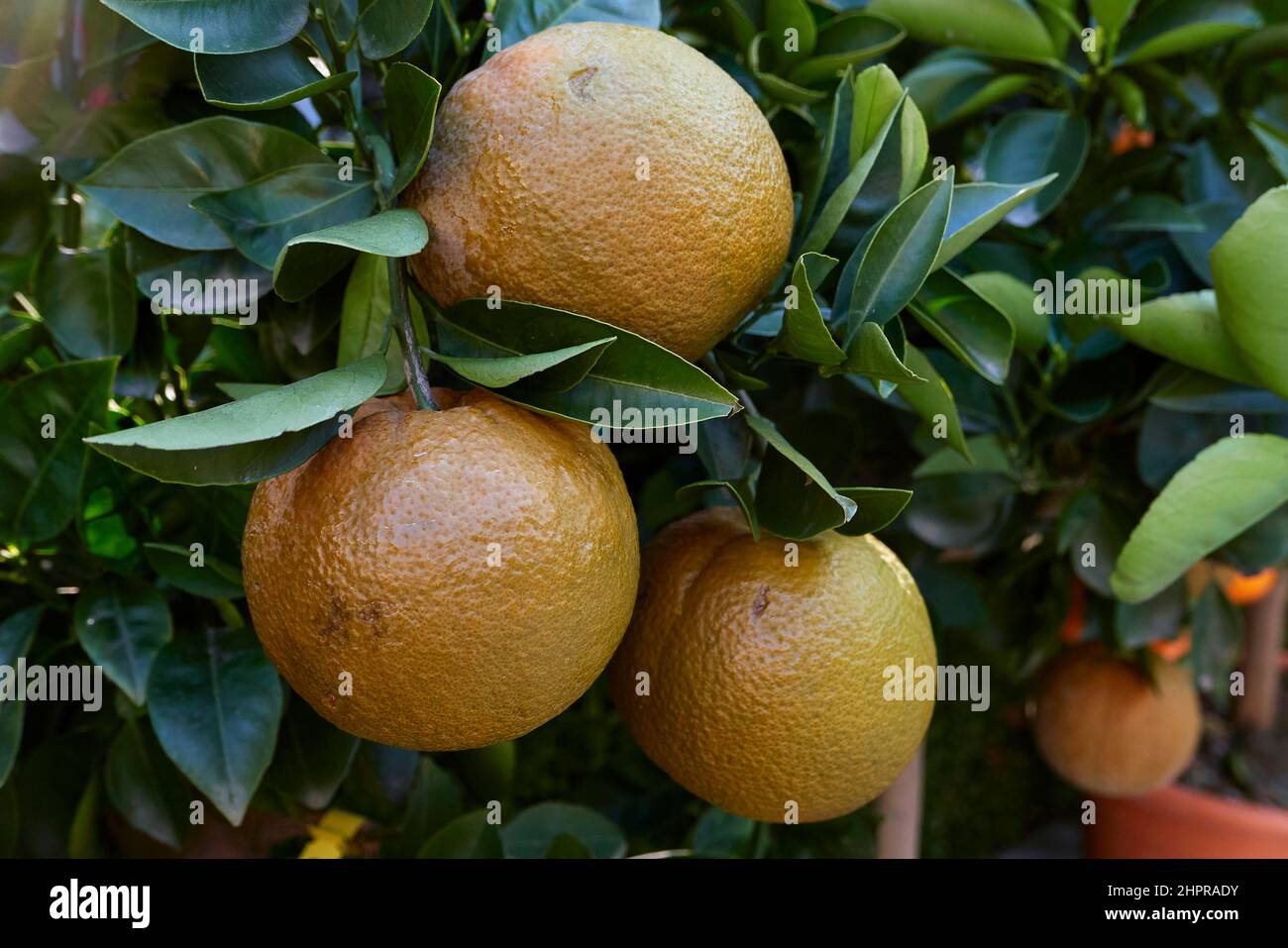 Citrus sinensis with fresh chocolate oranges Stock Photo - Alamy