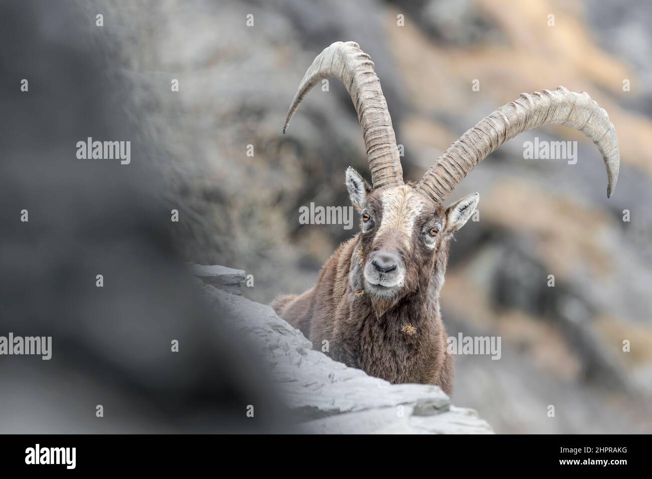 Face to face with old Ibex male (Capra ibex Stock Photo - Alamy