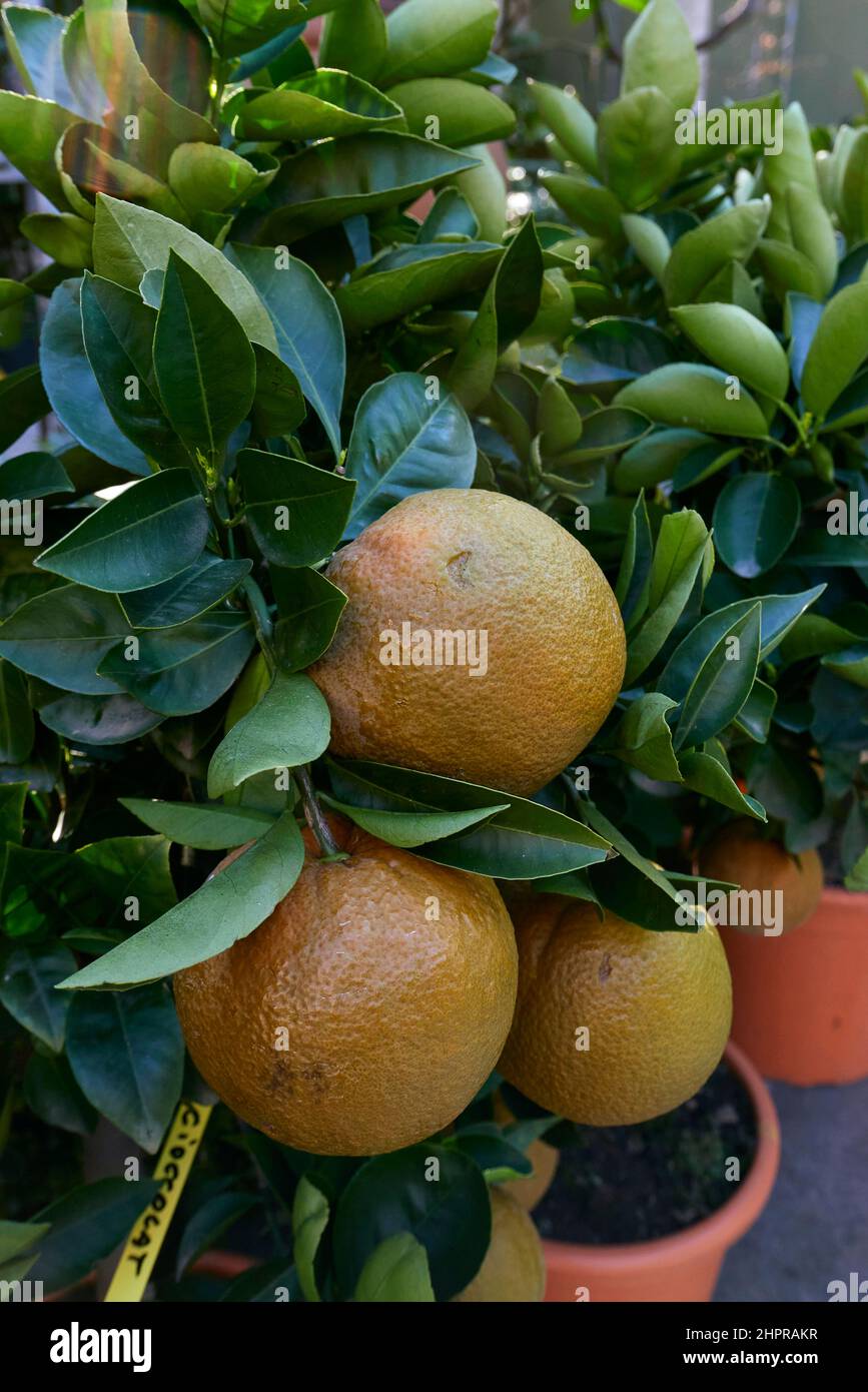 Navel chocolate hi-res stock photography and images - Alamy