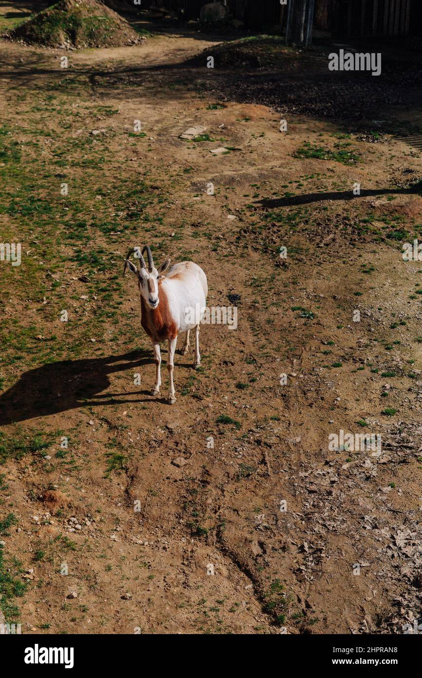 Wild goat standing on a dirt ground Stock Photo - Alamy