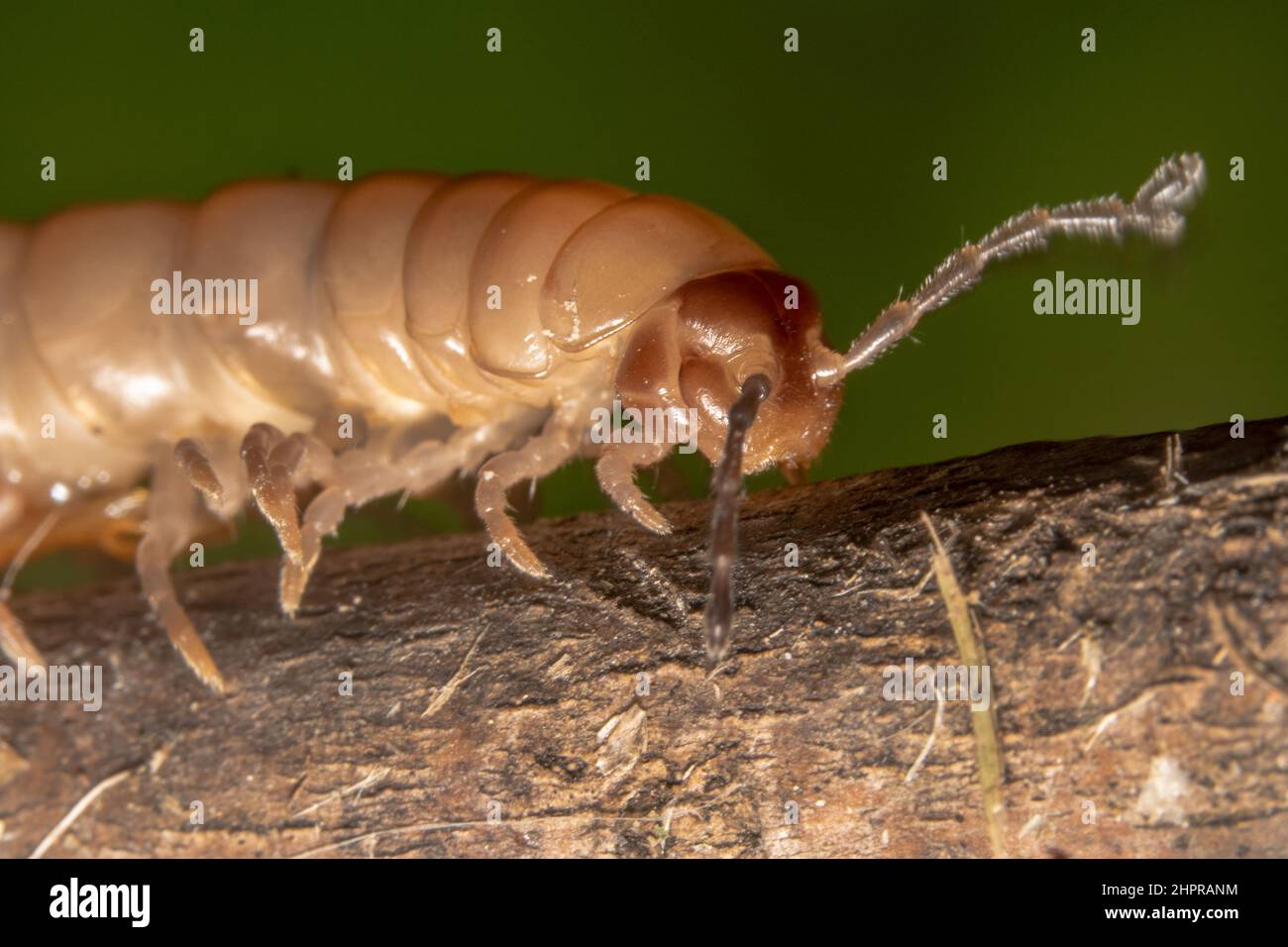 Light white millipede with sharp legs walking on a stick Stock Photo ...