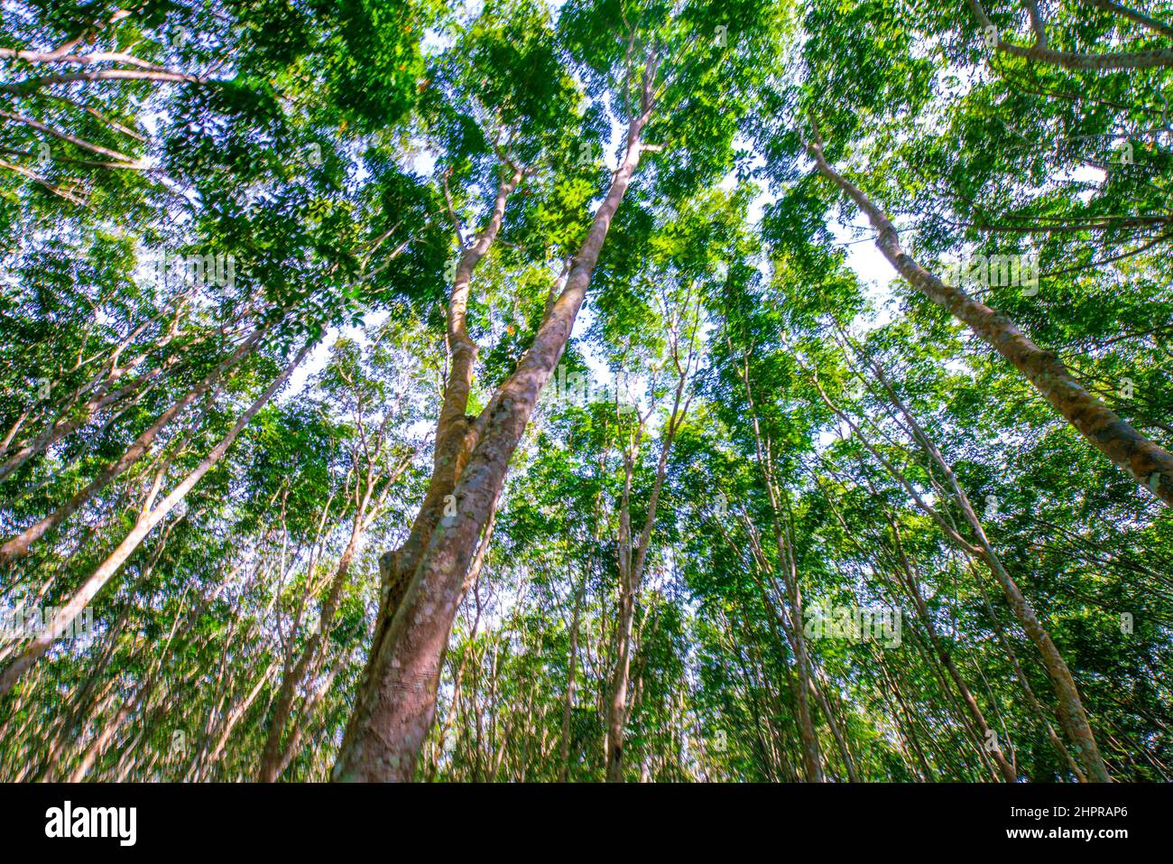 Para rubber tree forest with sun light agricultural industry Stock ...