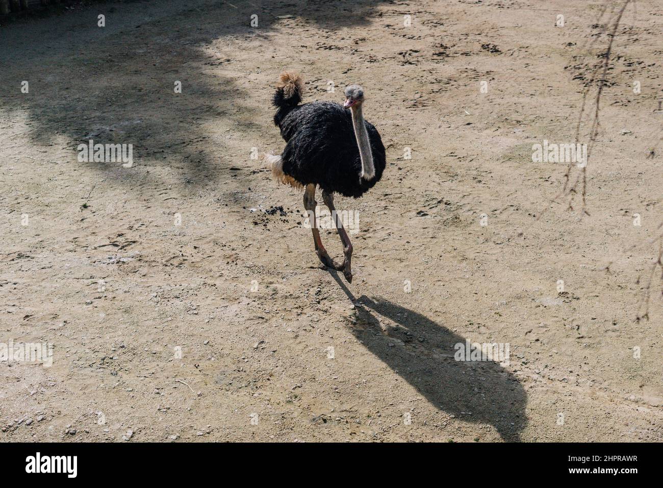 Ostrich walking on dirt on a zoo Stock Photo - Alamy