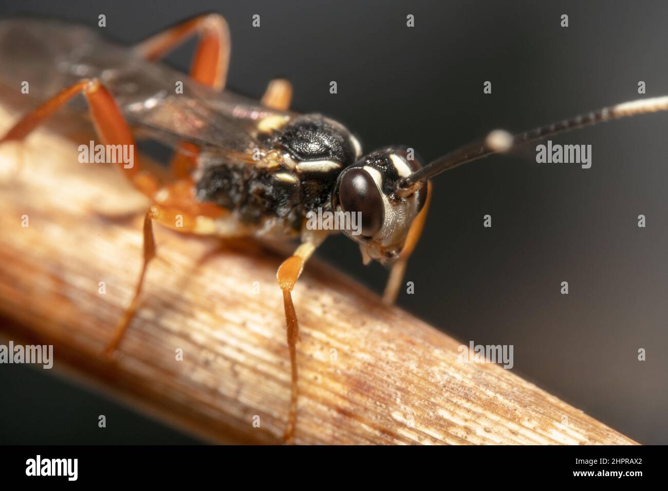 Close up of a Brown legged Black Ichneumon Wasp half body shot crawling ...