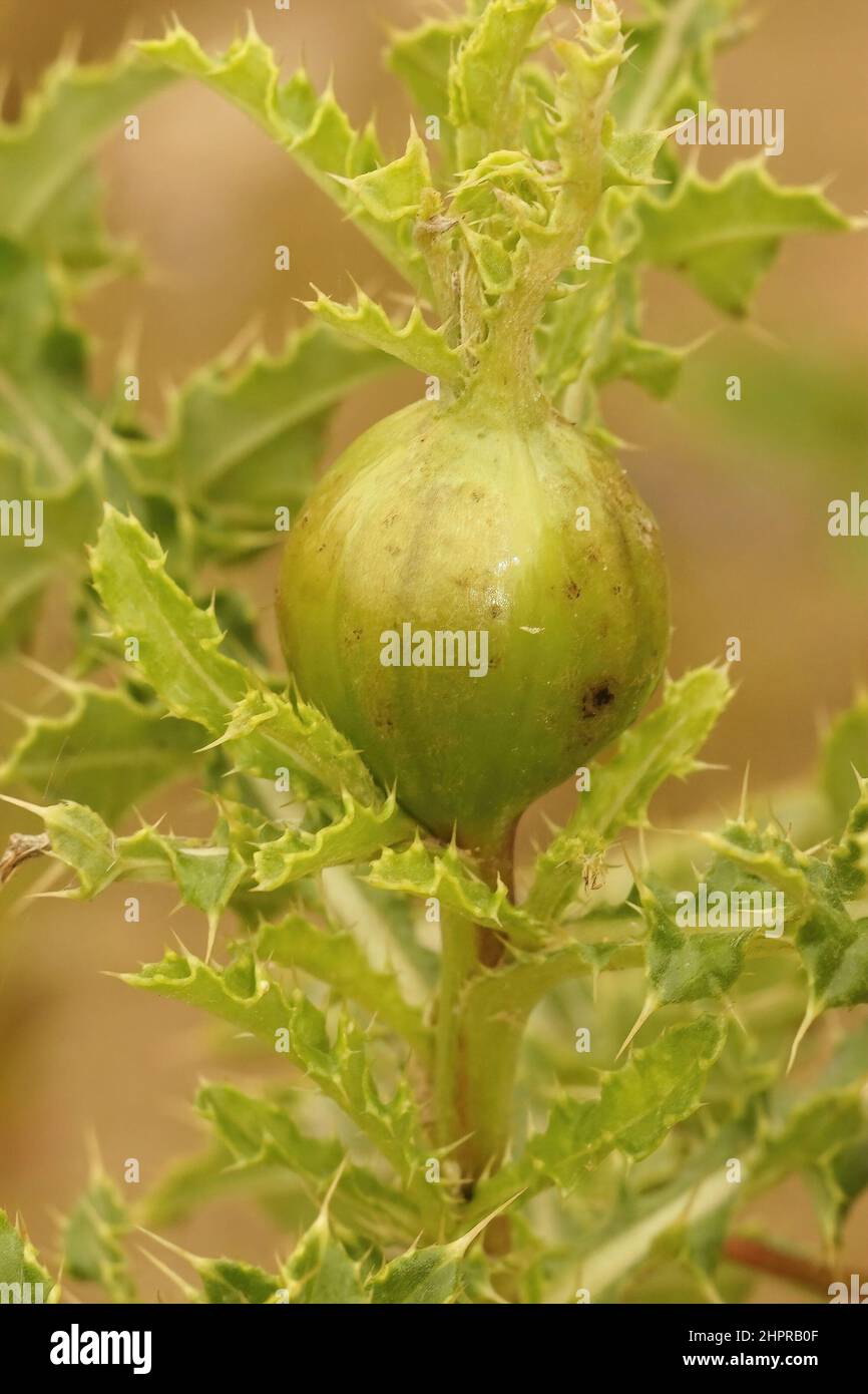 Vertical closeup on plant paratised by a Thistle stem gal fly, Urophora ...