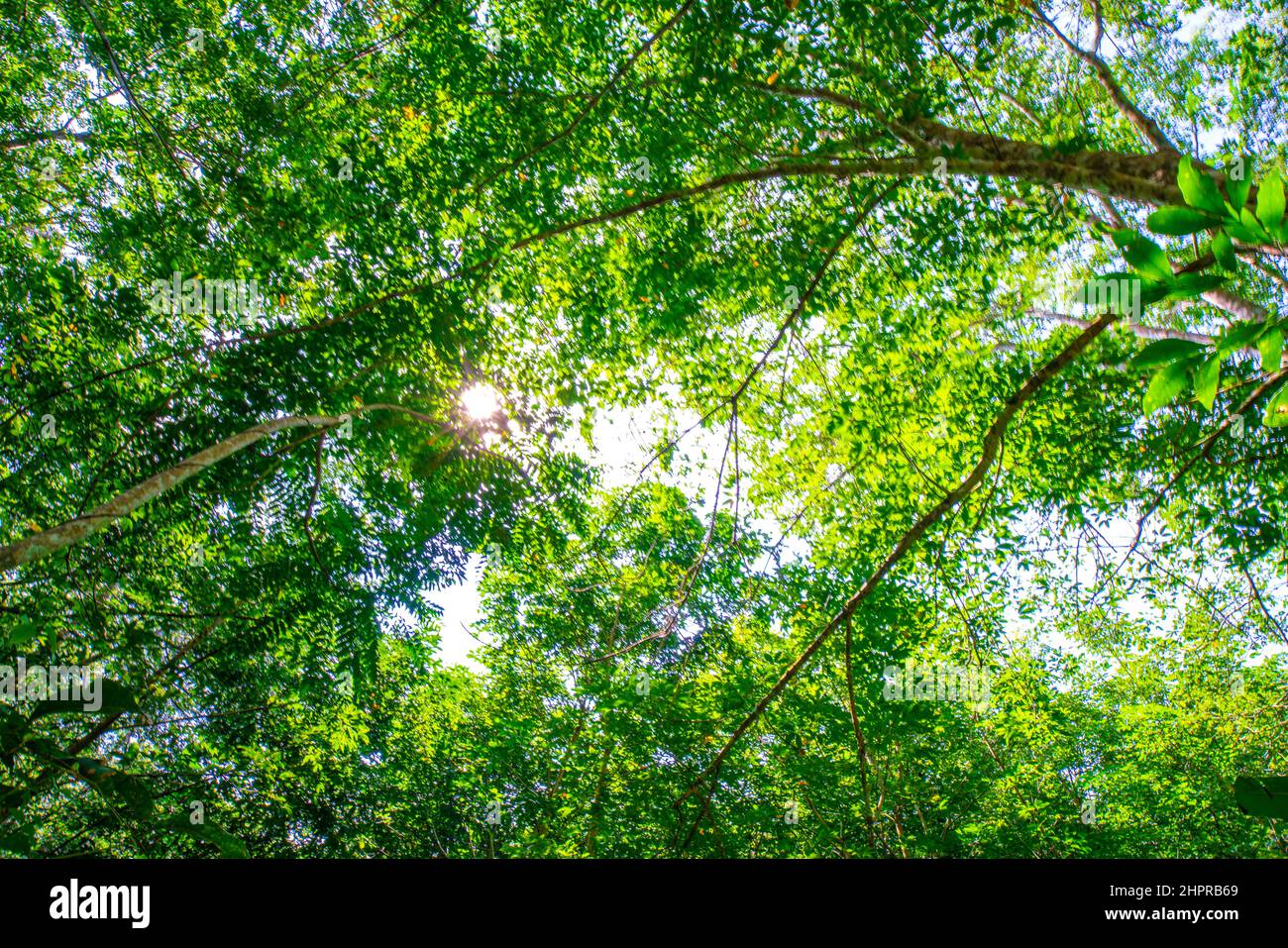 Para rubber tree forest with sun light agricultural industry Stock ...