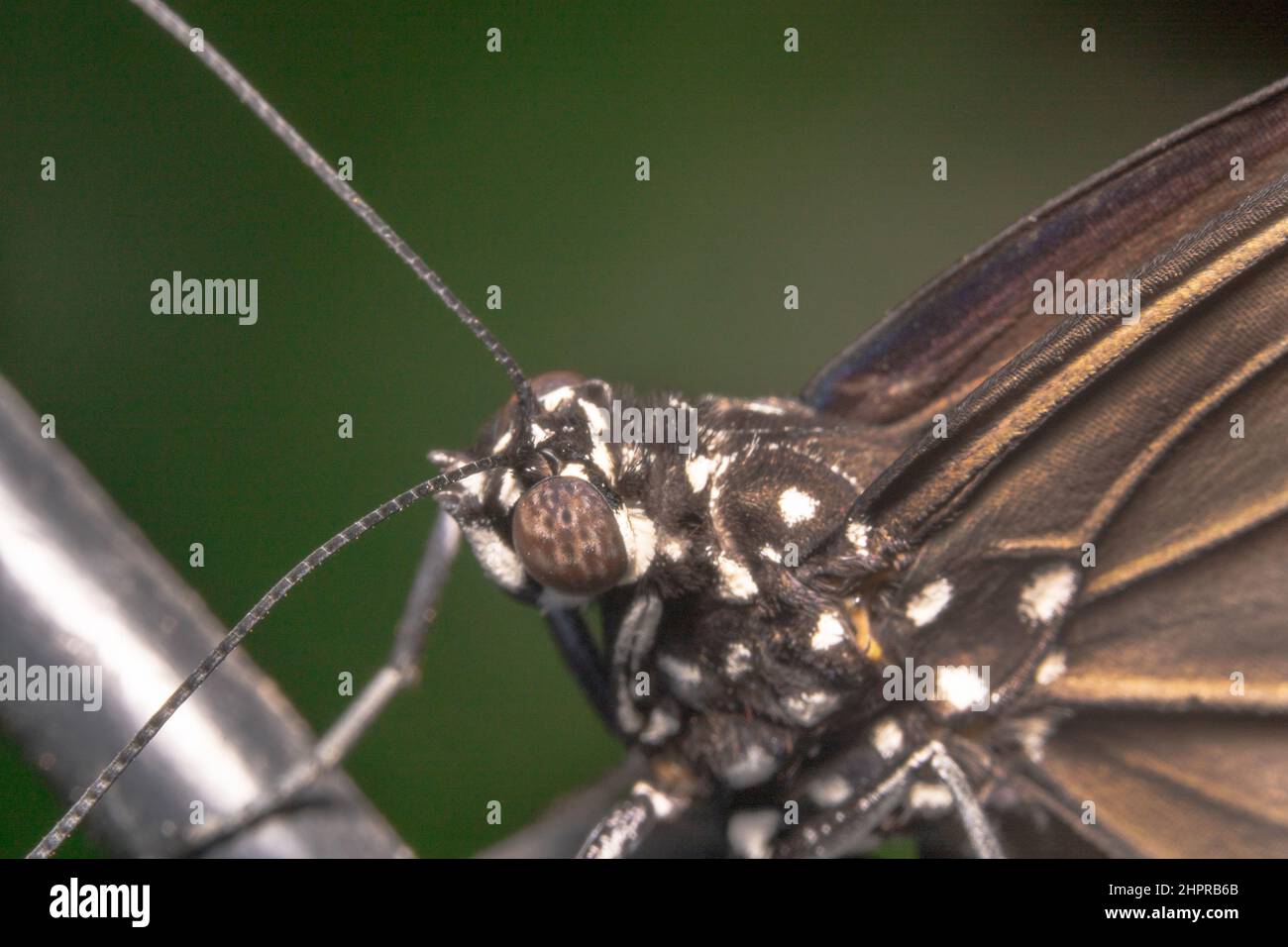 Close up landscape shot of a black crow butterfly with white spots ...