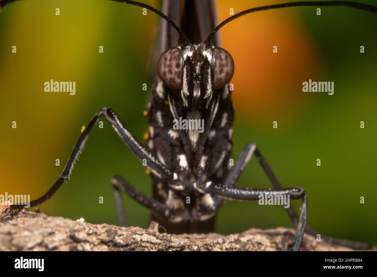 Close up shot of a black crow butterfly with white spots and big brown ...