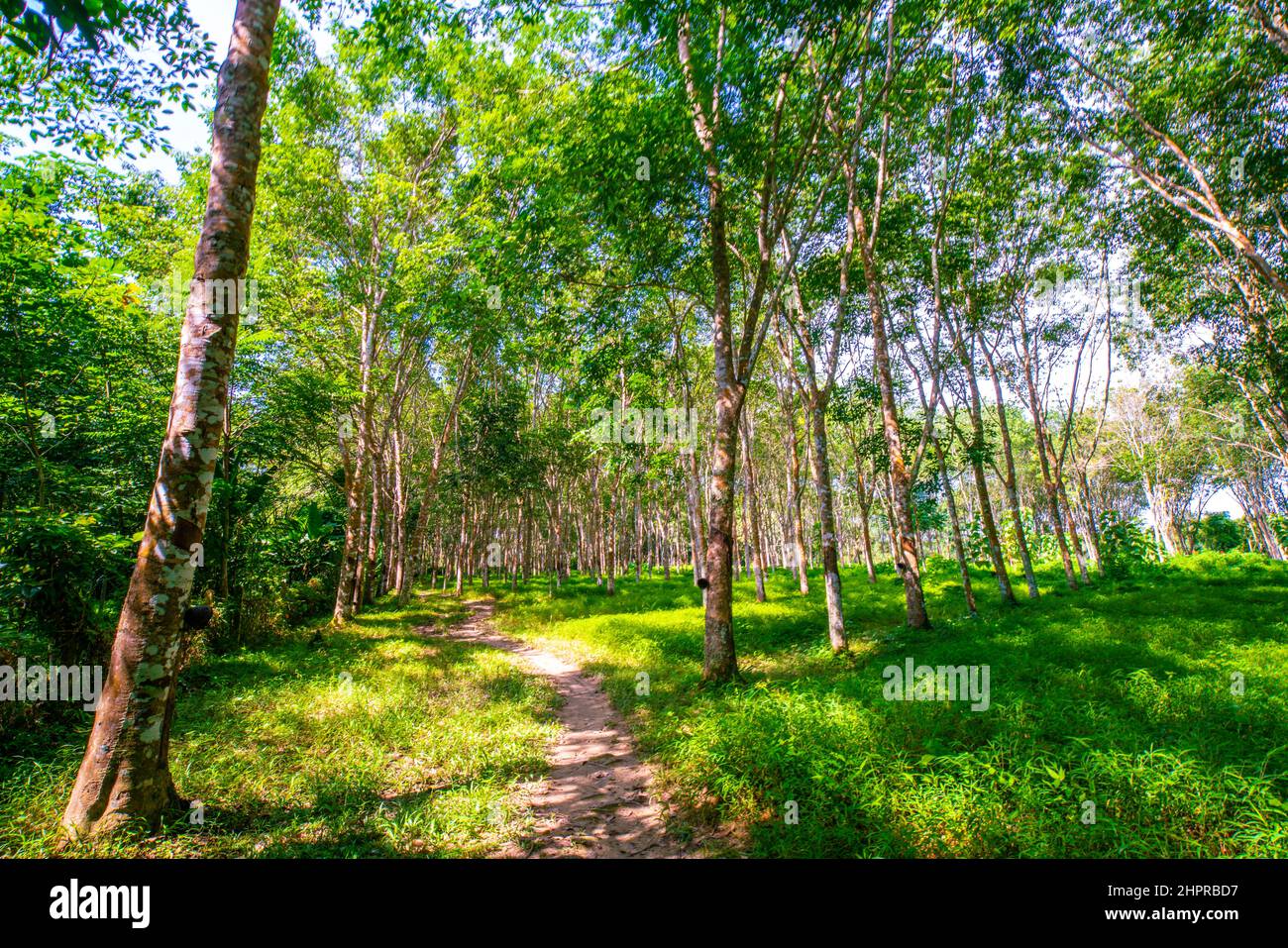 Para rubber tree forest with sun light agricultural industry Stock ...