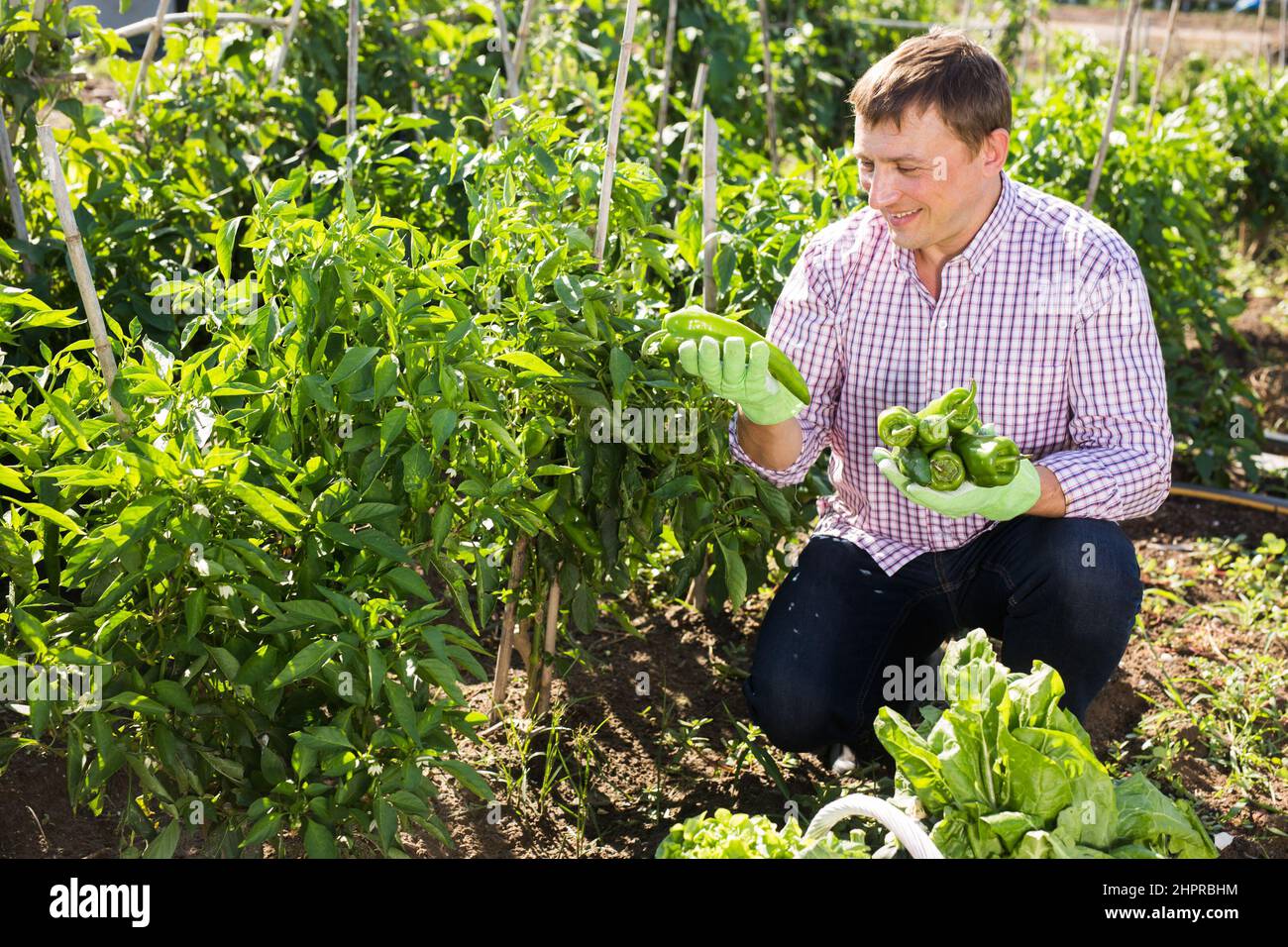 Positive man harvests bell peppers in the garden Stock Photo - Alamy