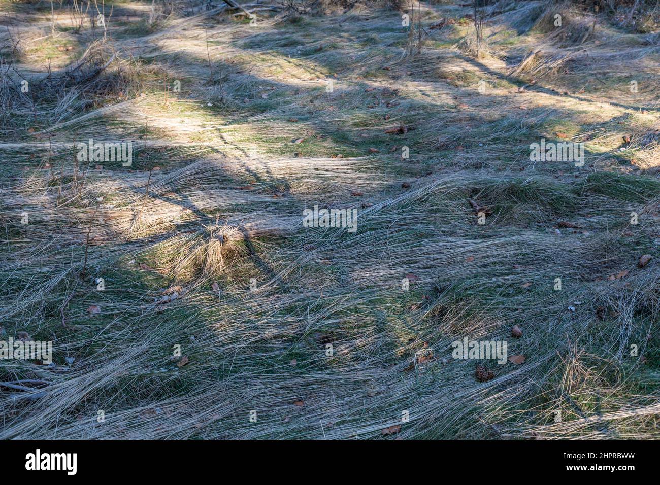 detail of meadow with frozen grass formed in waves in sunlight Stock ...