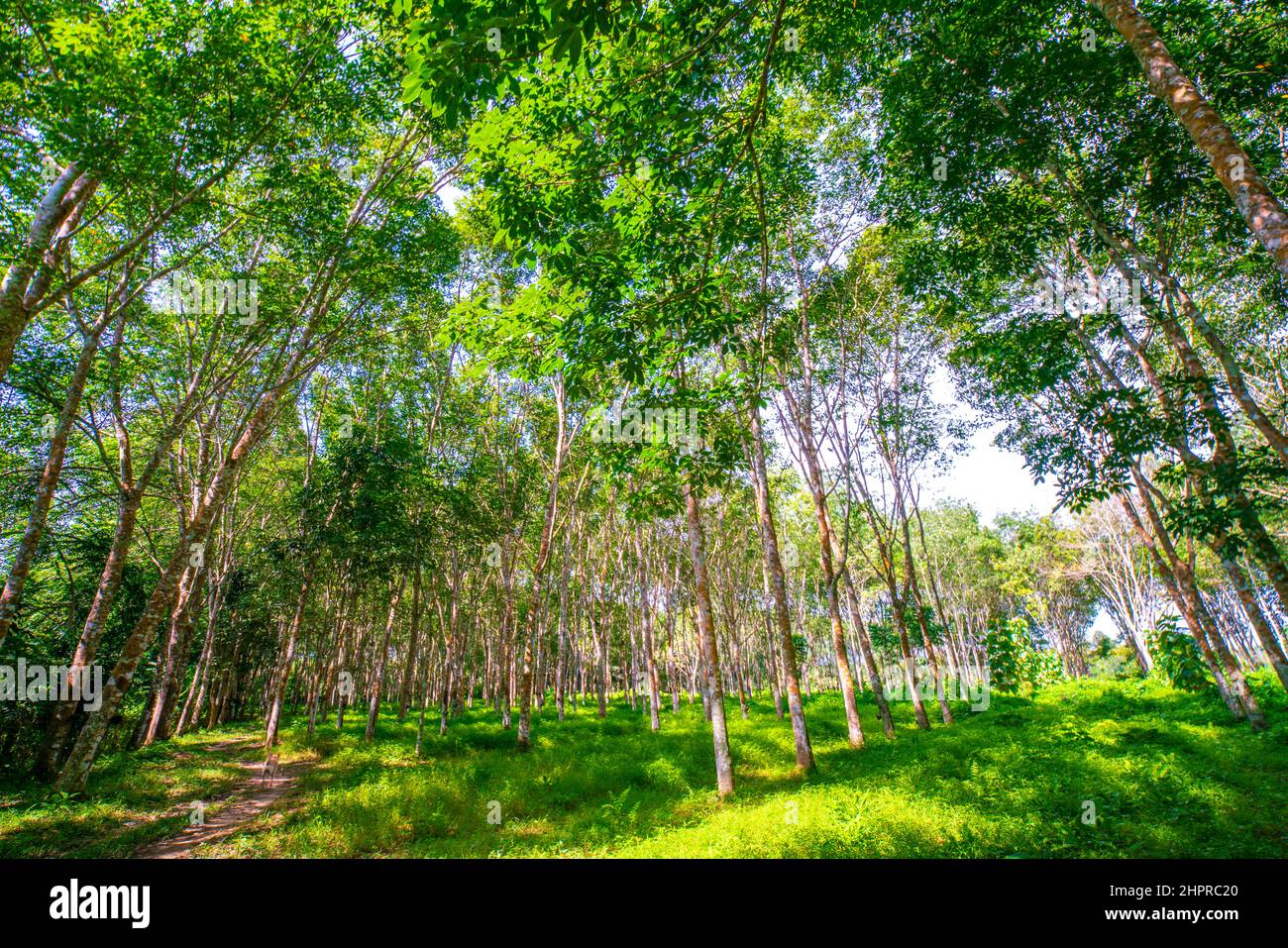 Para rubber tree forest with sun light agricultural industry Stock ...