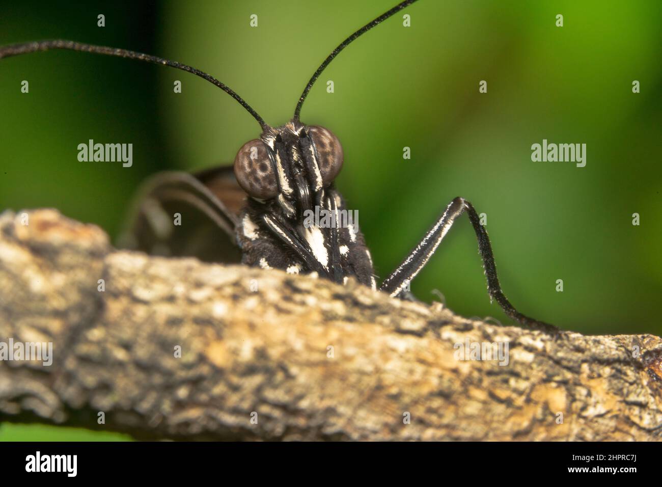 Common crow butterfly falling off a stick Stock Photo - Alamy