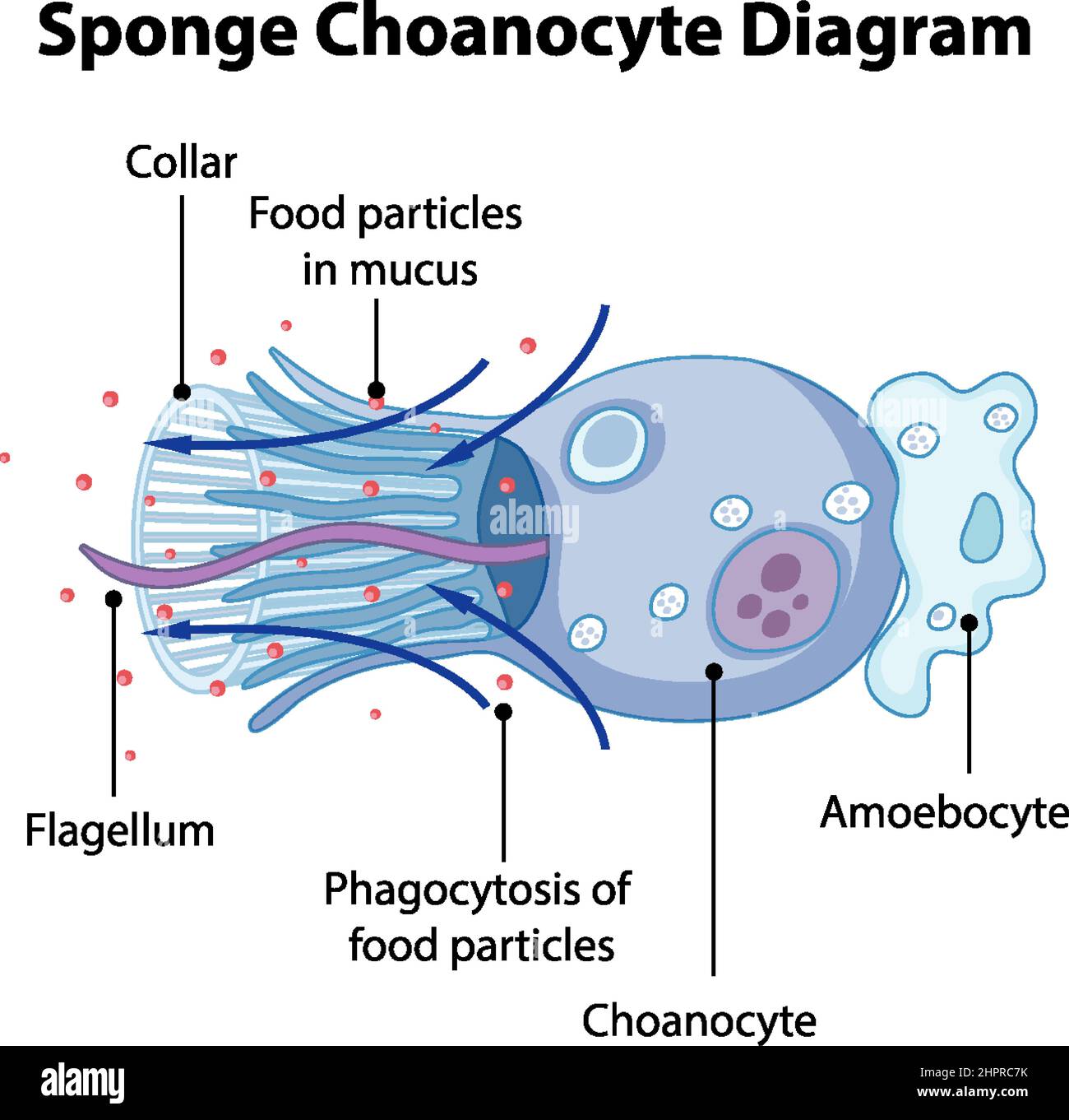 Diagram showing sponge choanocyte illustration Stock Vector Image & Art ... Diagram showing sponge choanocyte illustration Stock Vector Image & Art ...